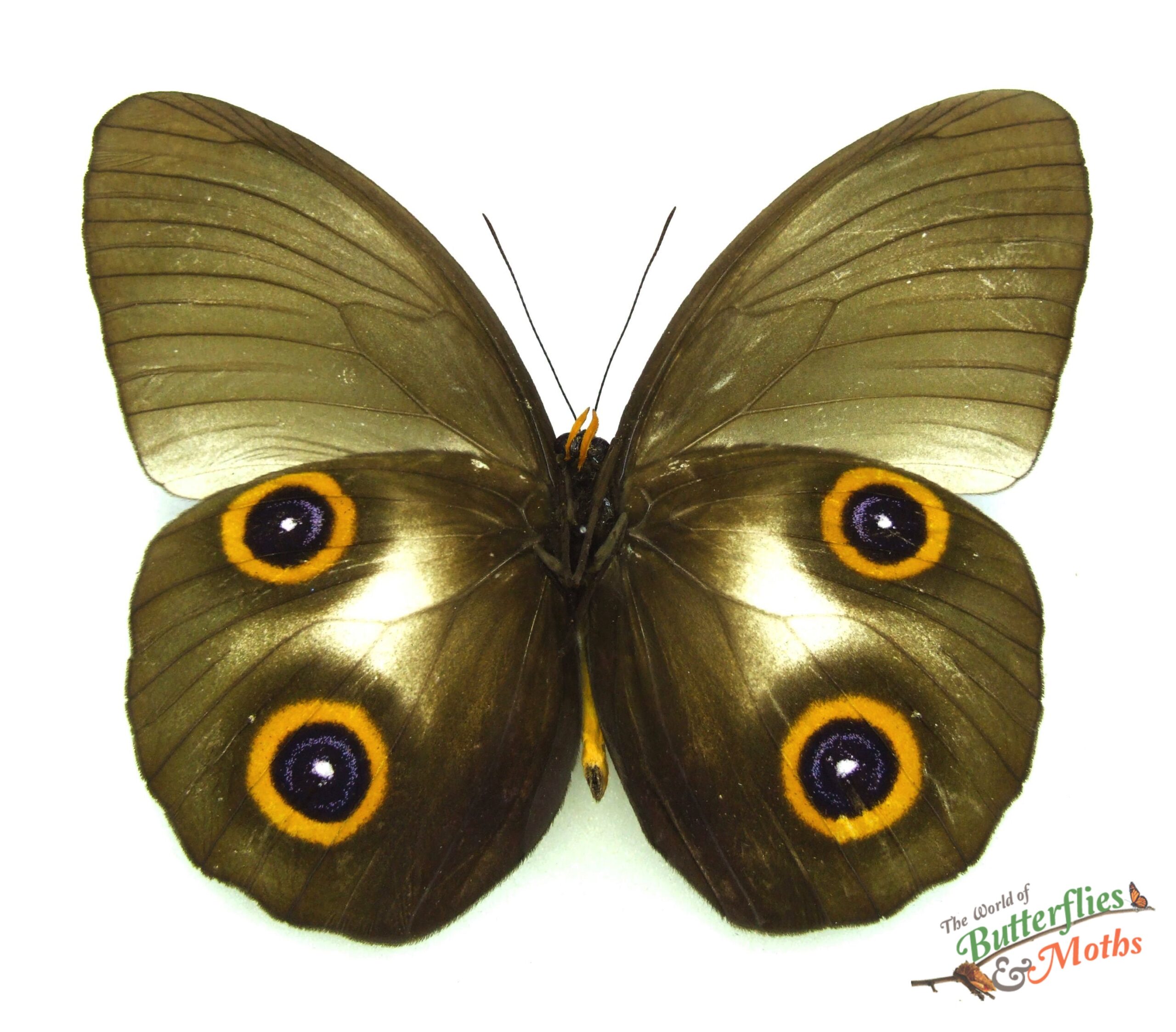 Taenaris urania Owl Butterfly INDONESIA Ambon - World of Butterflies ...