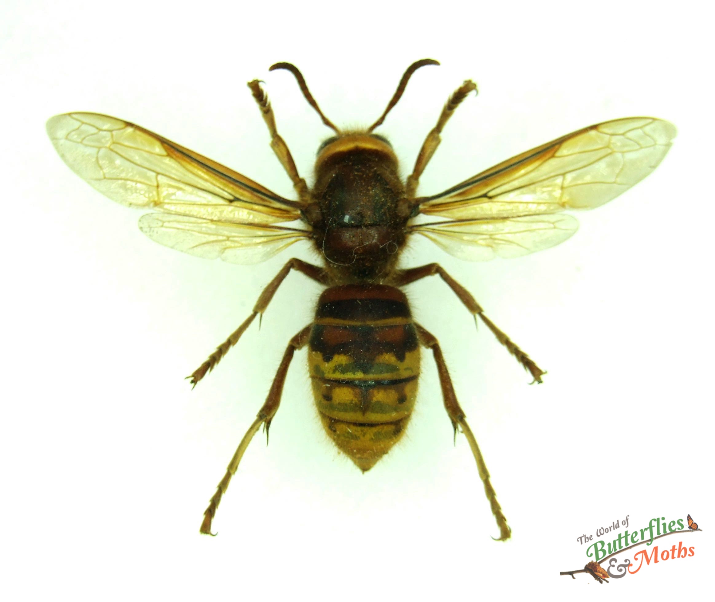 Vespa crabro vexator QUEEN WASP ENGLAND - World of Butterflies and Moths