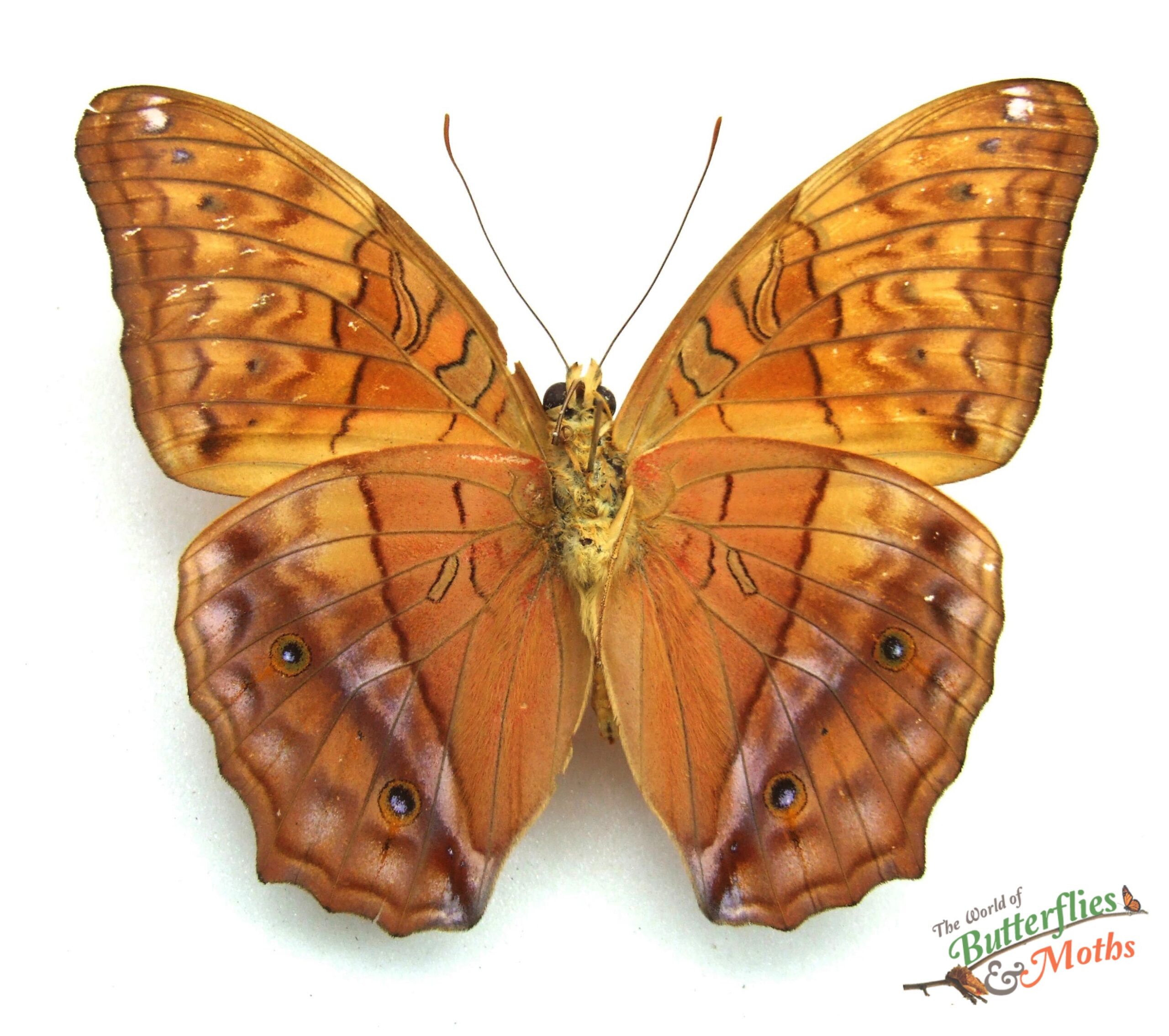 Vindula arsinoe SERAM - World of Butterflies and Moths