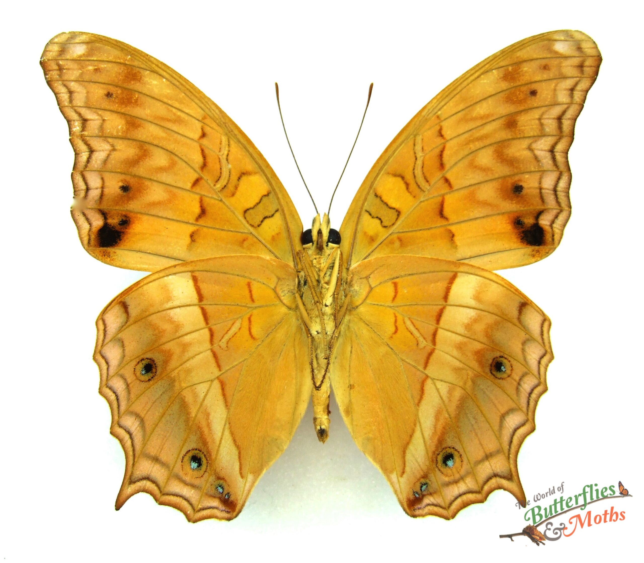 Vindula dejone dejone PHILIPPINES A- World of Butterflies and Moths