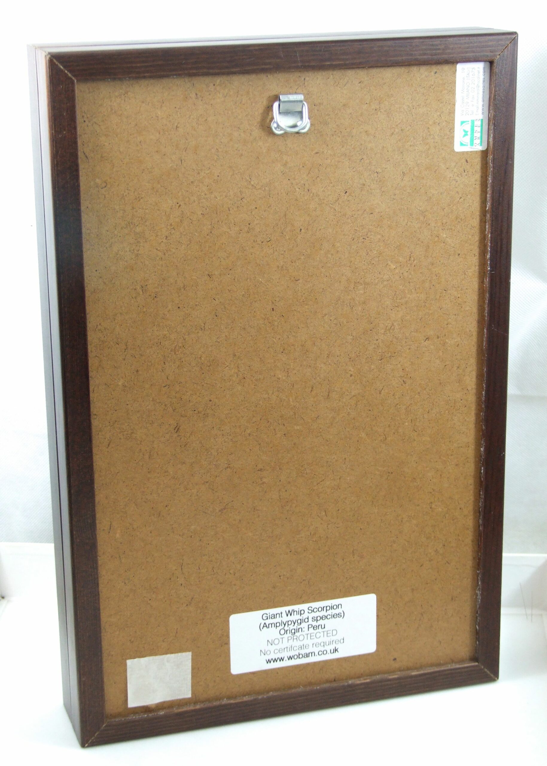 Giant Tailless Whip Scorpion in walnut stained frame - World of ...