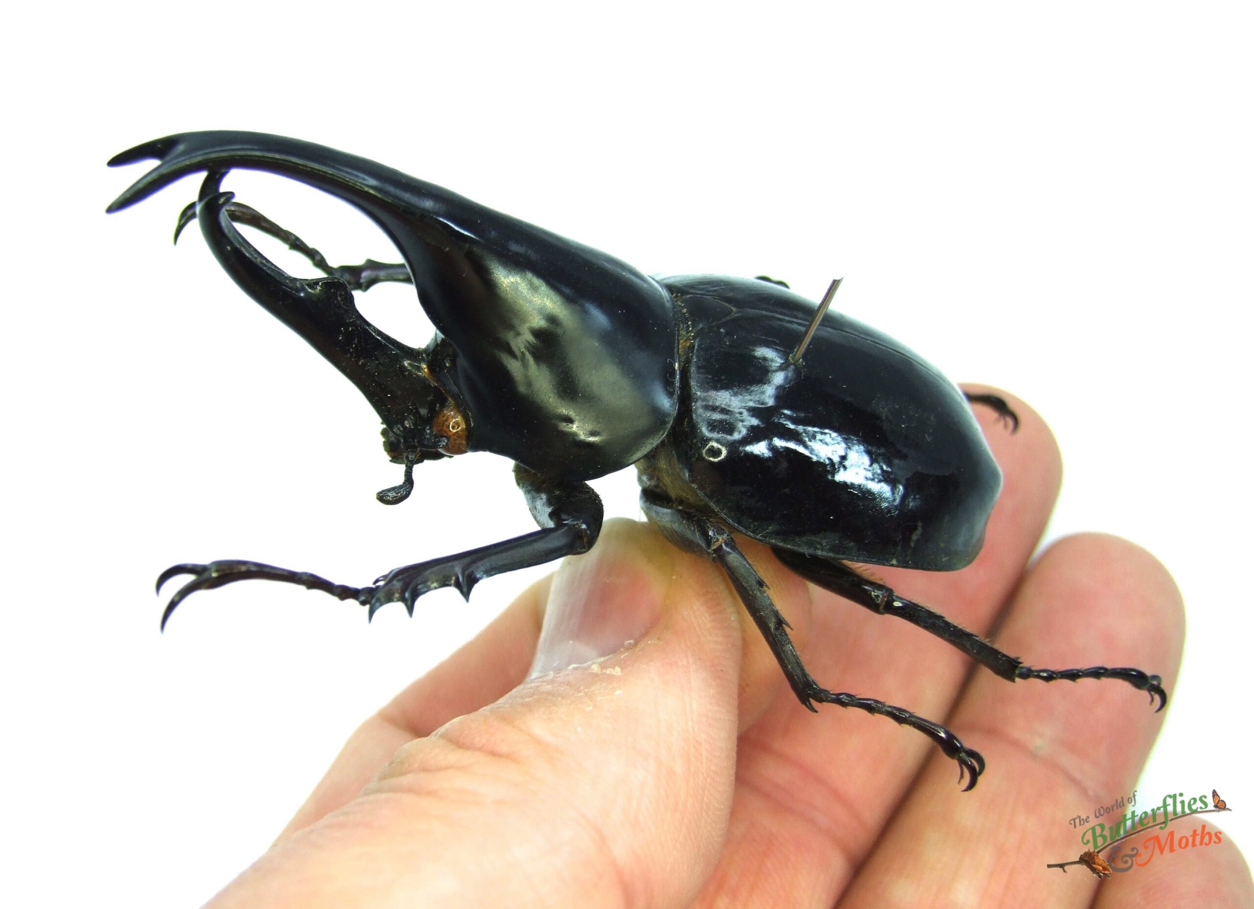 Xylotrupes gideon Siamese Fighting Beetle - World of Butterflies and Moths