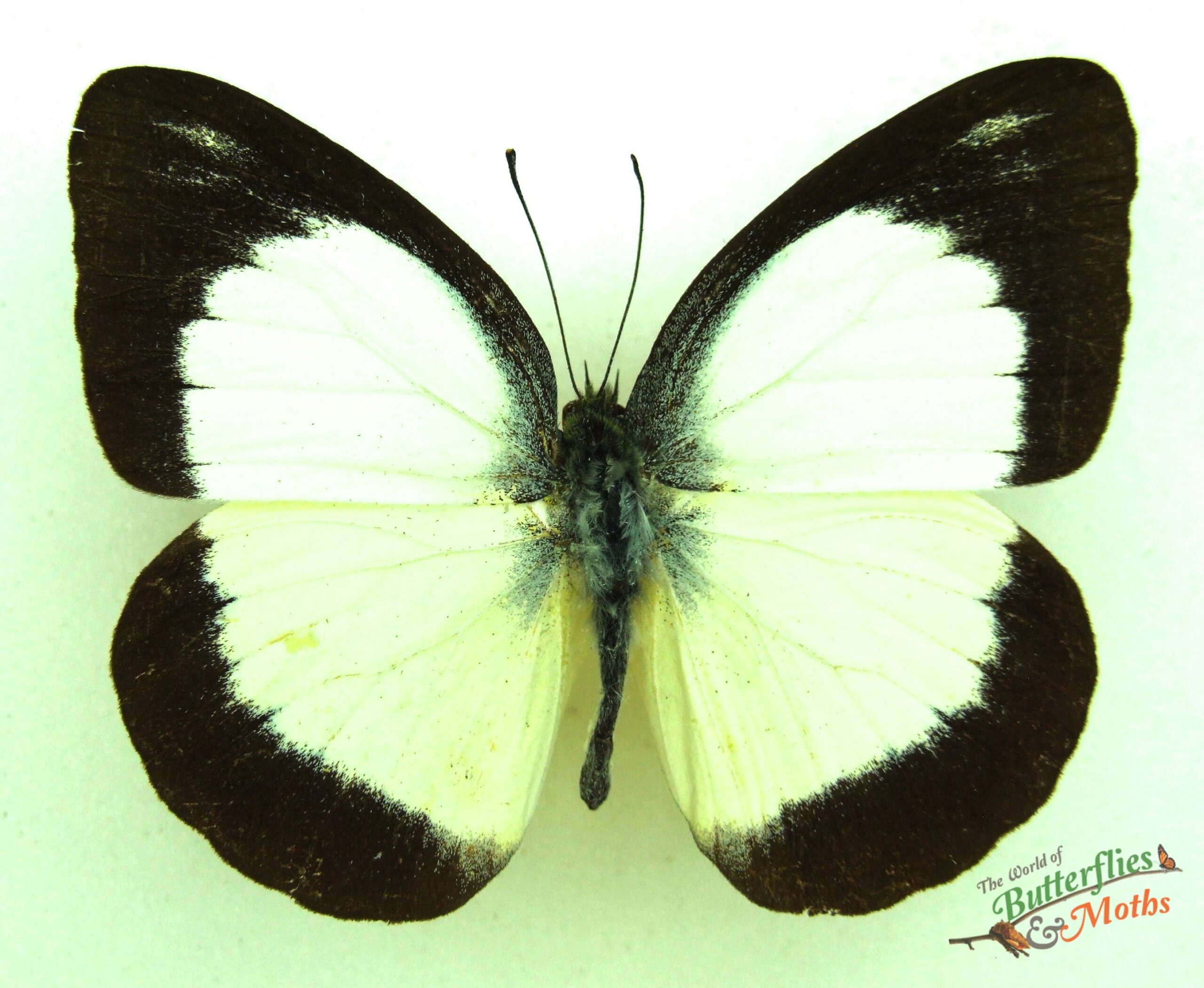 Appias paulina Albatross Butterfly PHILIPPINES - World of Butterflies ...