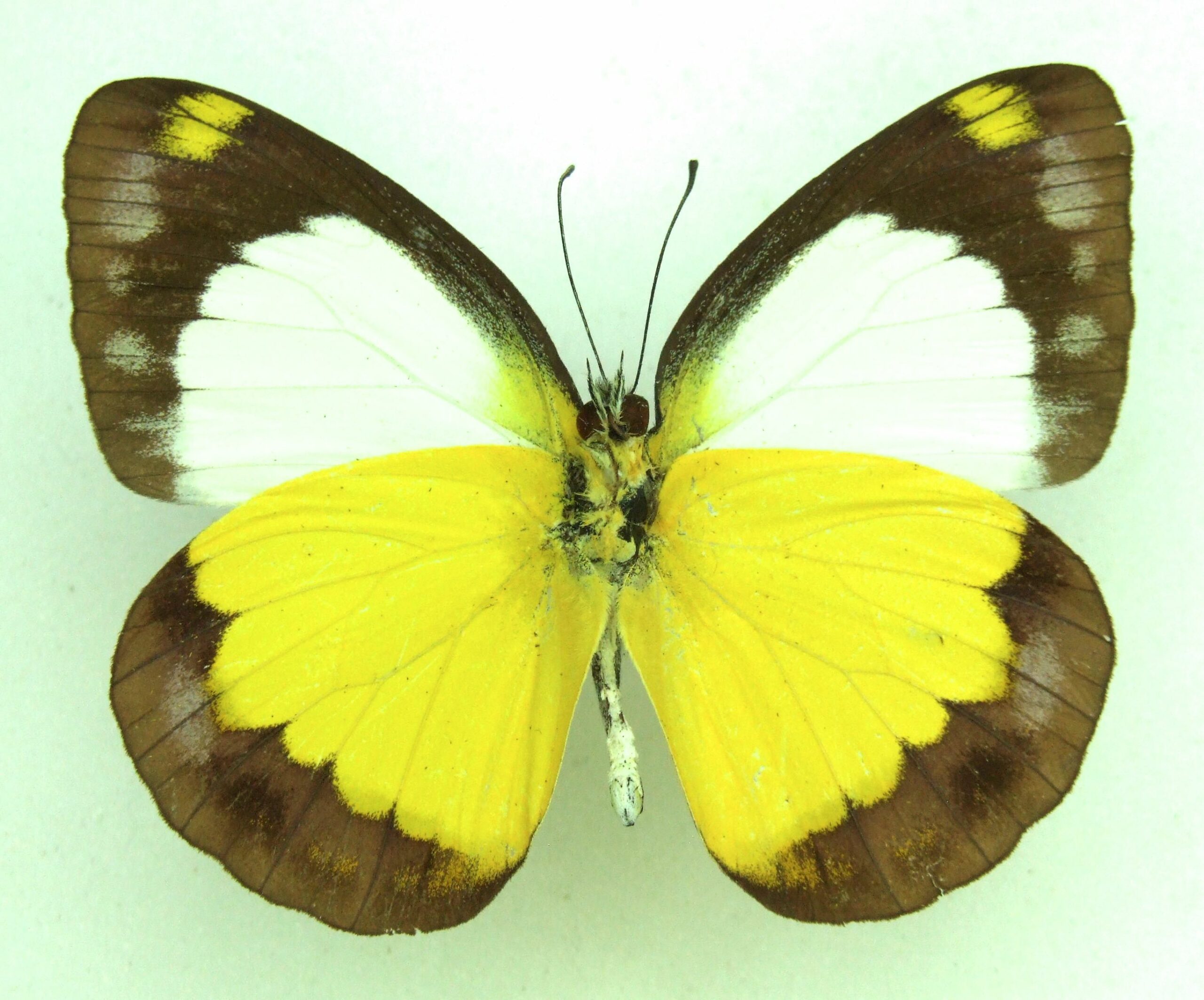 Appias paulina Albatross Butterfly PHILIPPINES - World of Butterflies ...