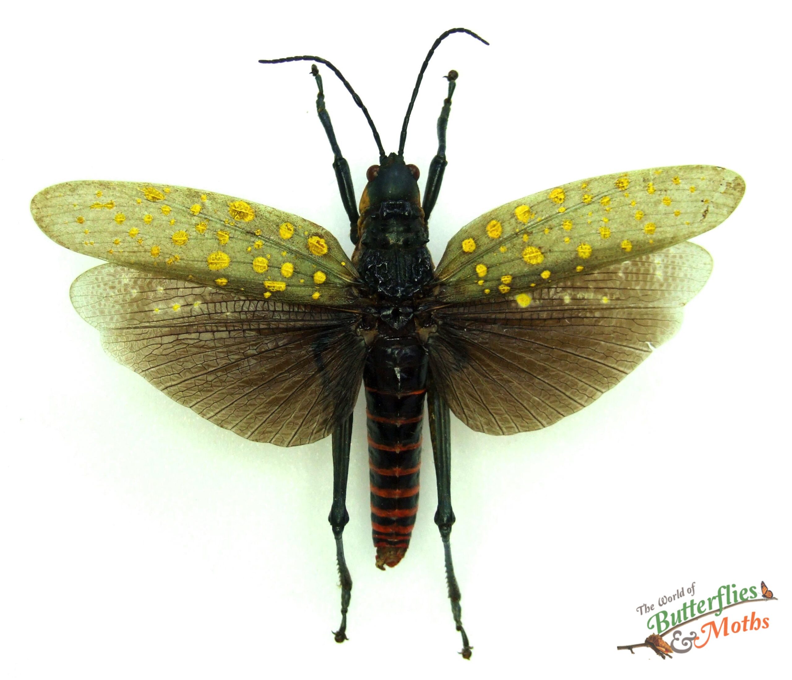 Aularches (punctatus) miliaris Indonesia - World of Butterflies and Moths