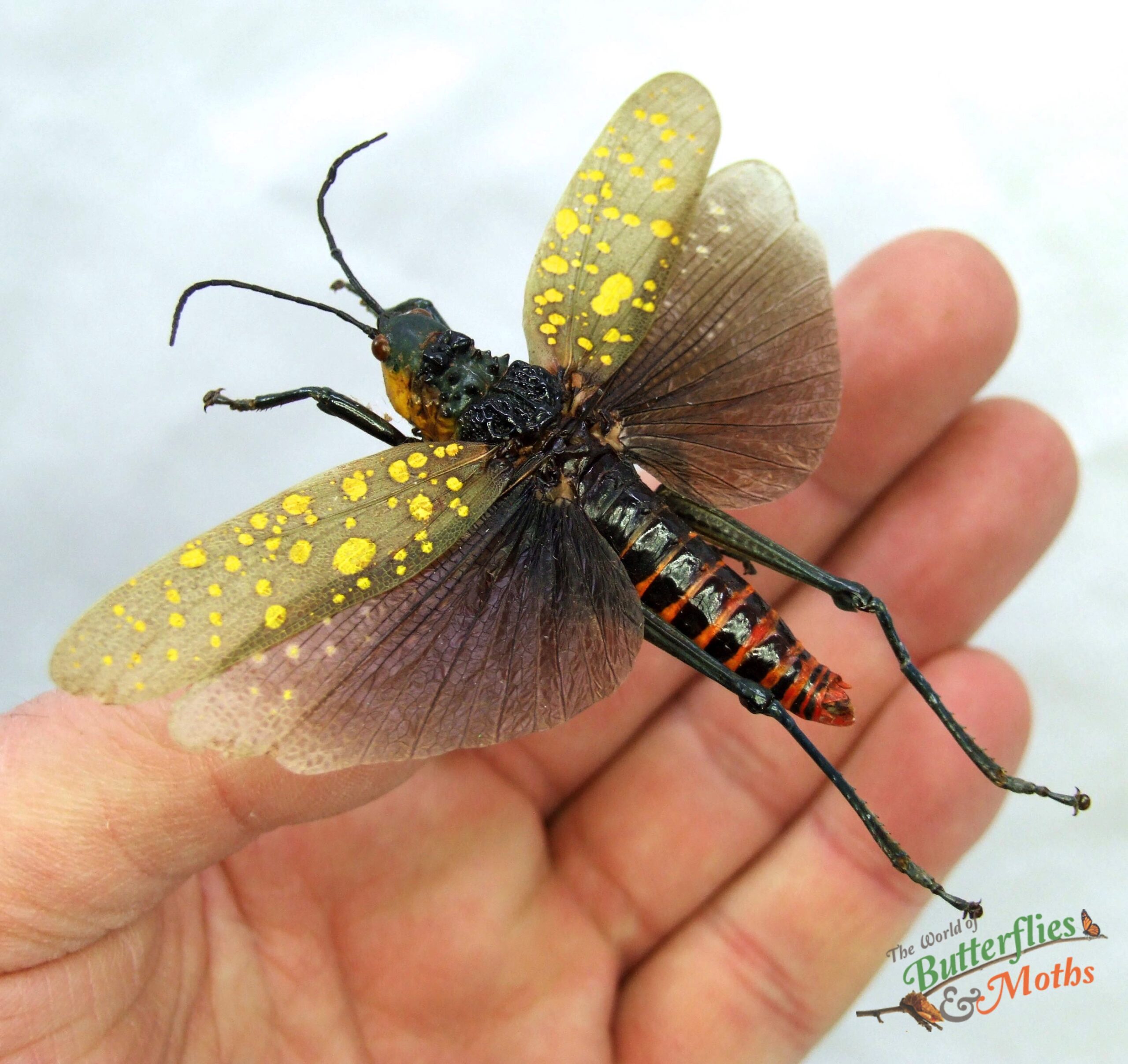 Aularches (punctatus) miliaris Indonesia - World of Butterflies and Moths