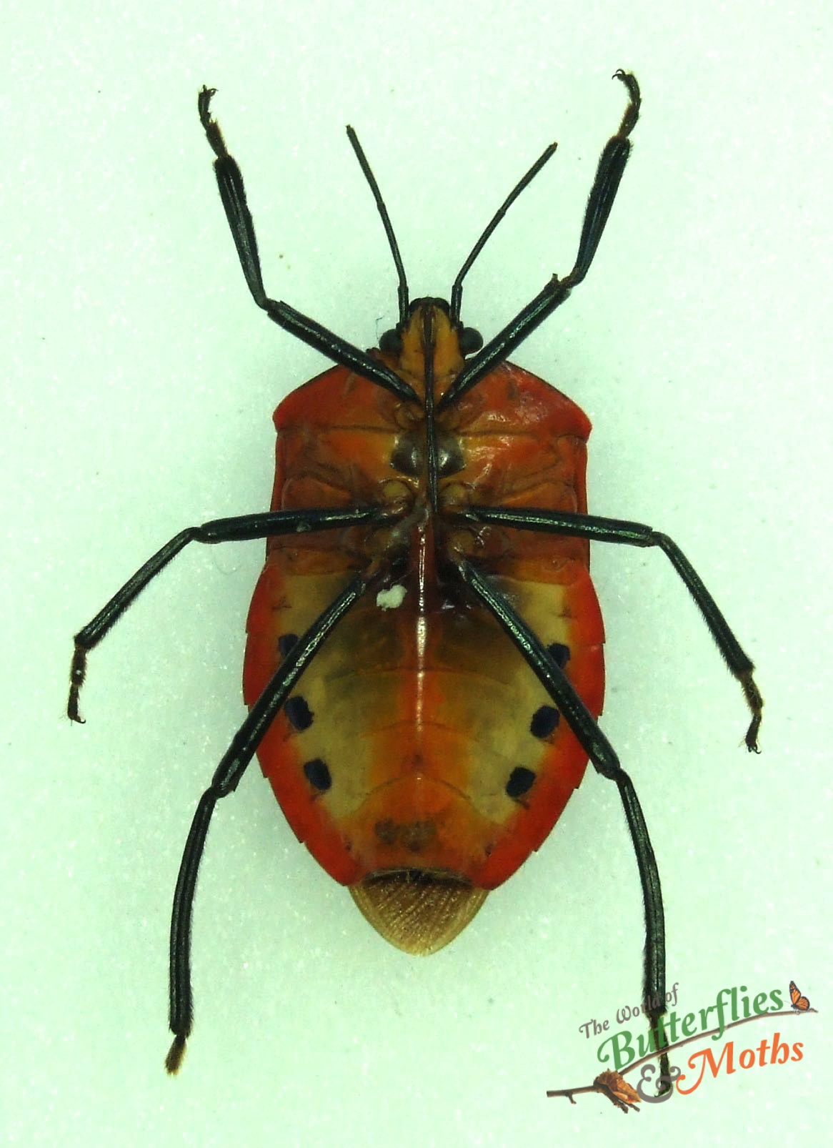 Catacanthus punctus Man Faced Stink Bug P.N.G - World of Butterflies ...