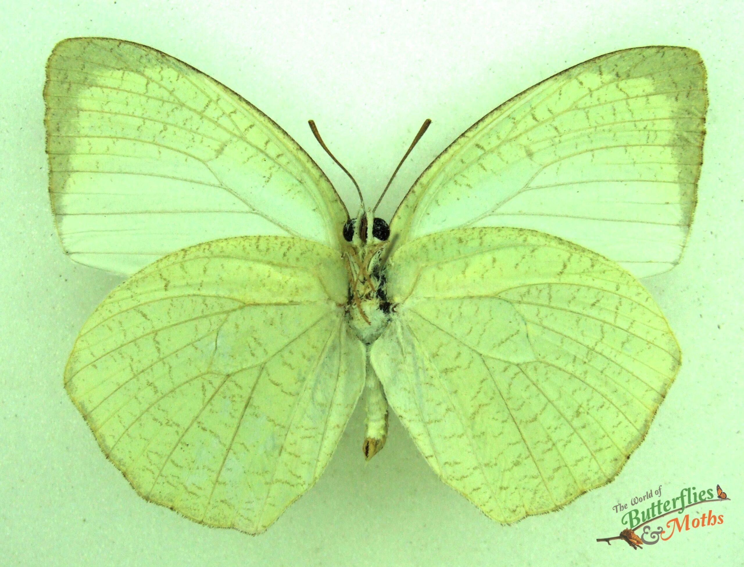 Catopsilia pyranthe Mottled Emigrant PHILIPPINES - World of Butterflies ...