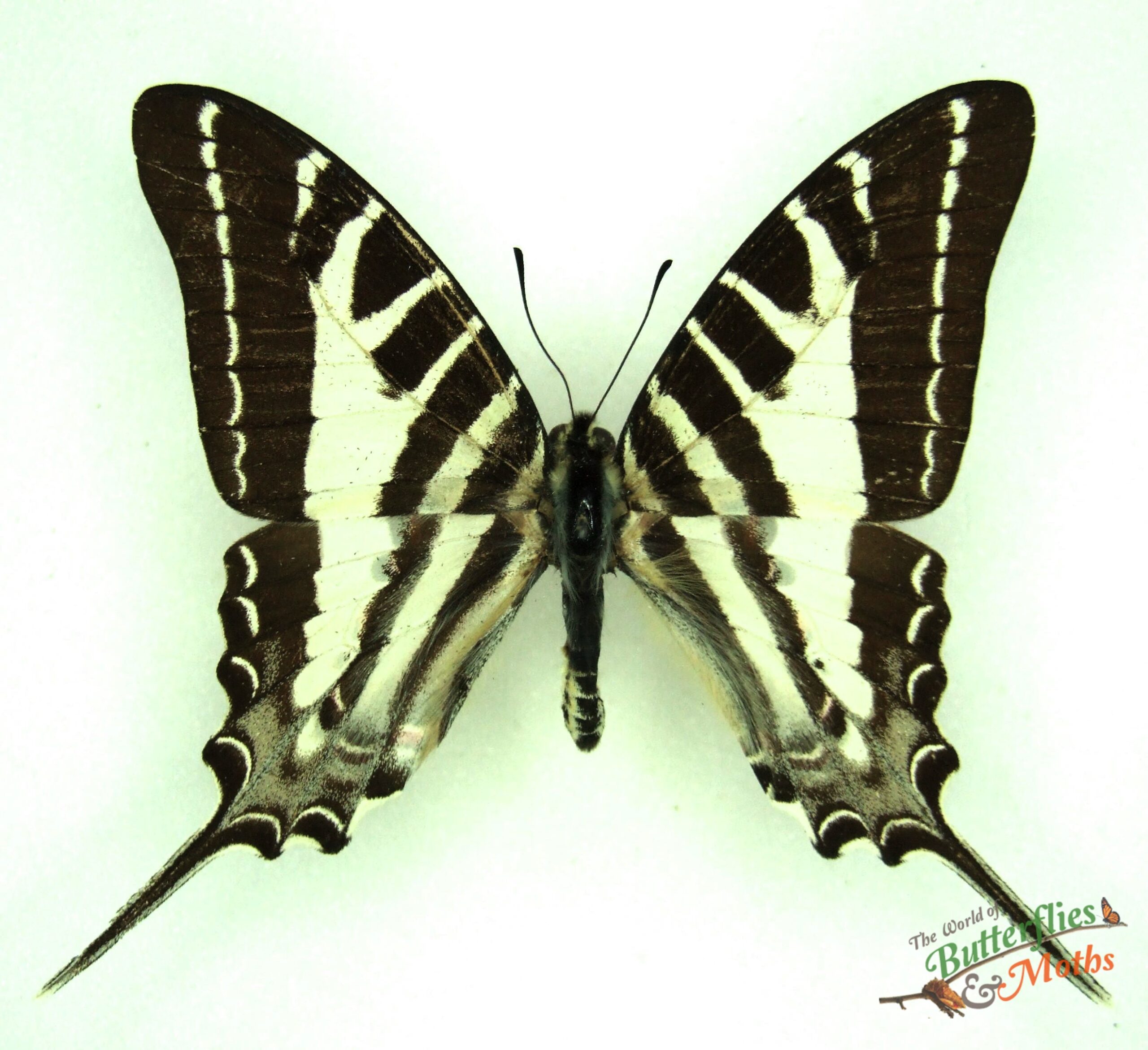 Graphium aristeus hermocrates Chain Swordtail PHILIPPINES - World of ...