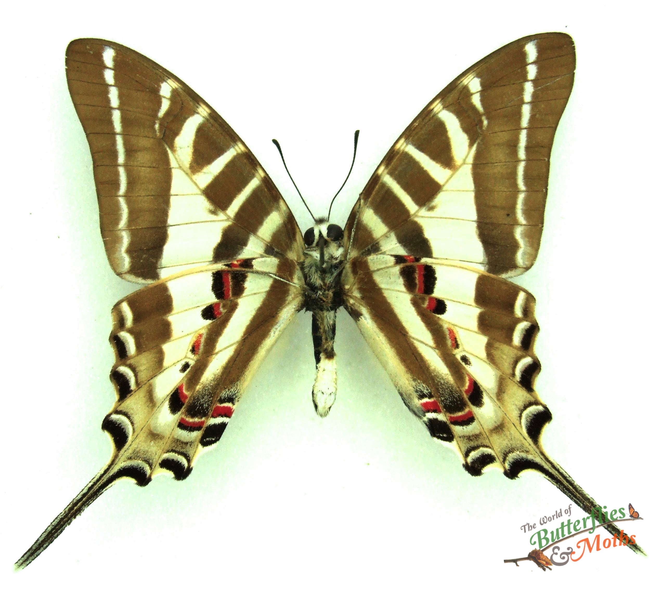 Wholesale Graphium aristeus PHILIPPINES - World of Butterflies and Moths