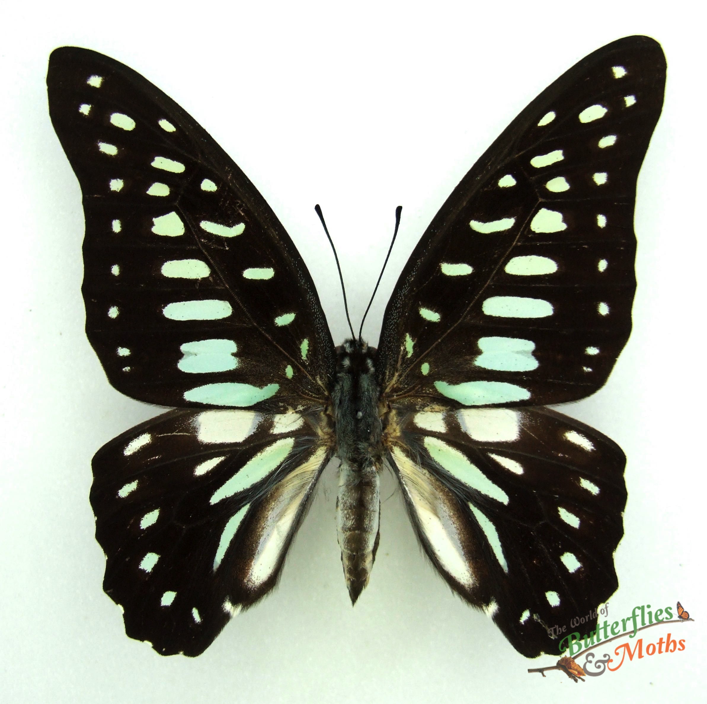 Graphium chironides - World of Butterflies and Moths