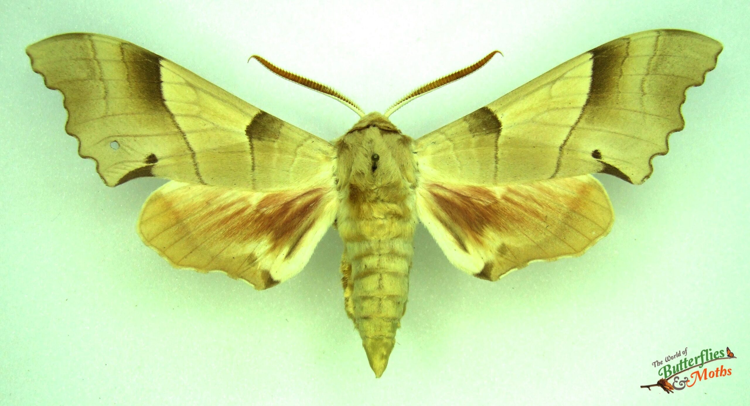 Marumba quercus Oak Hawk-moth - World of Butterflies and Moths