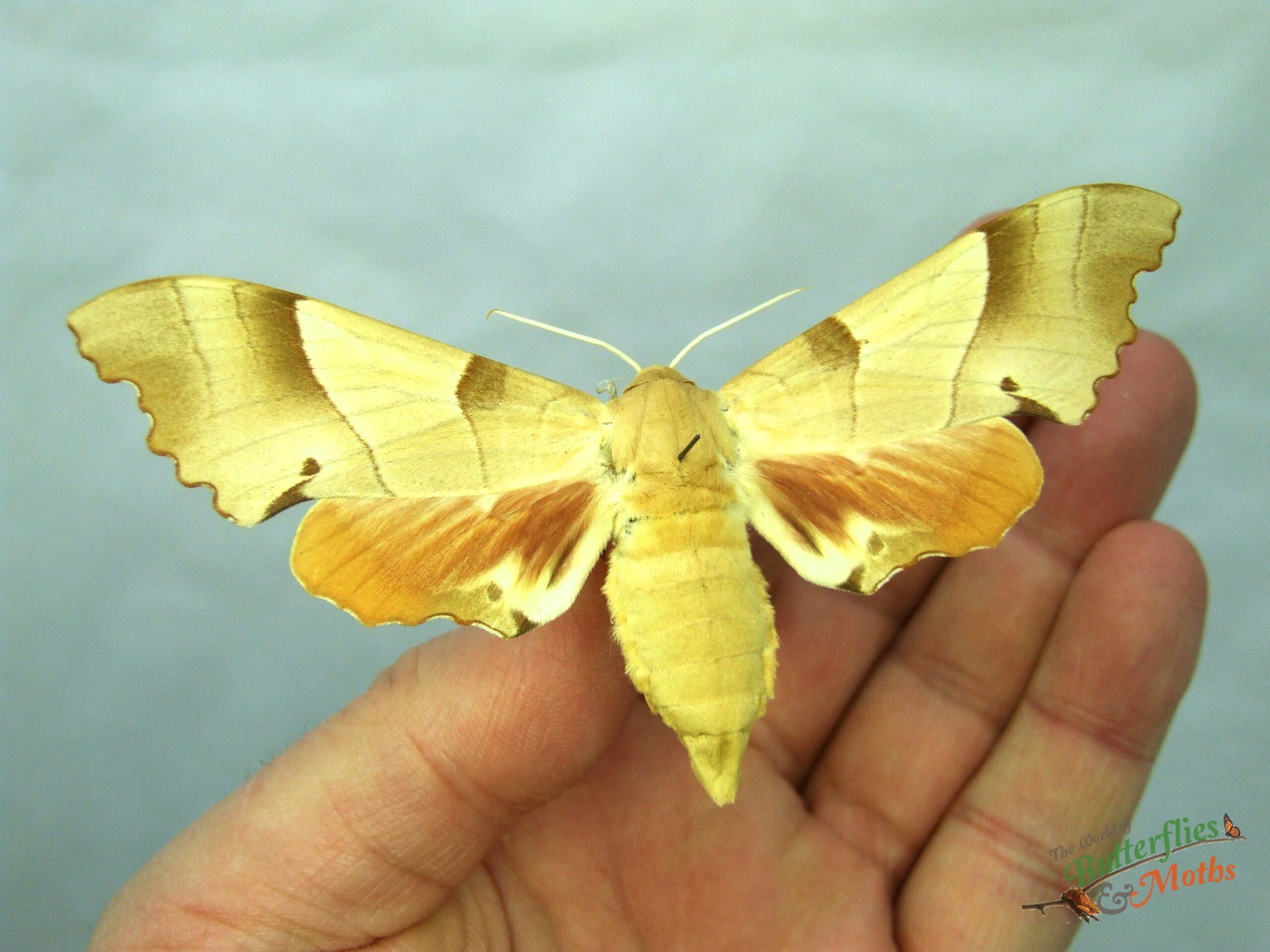 Marumba quercus Oak Hawk-moth - World of Butterflies and Moths
