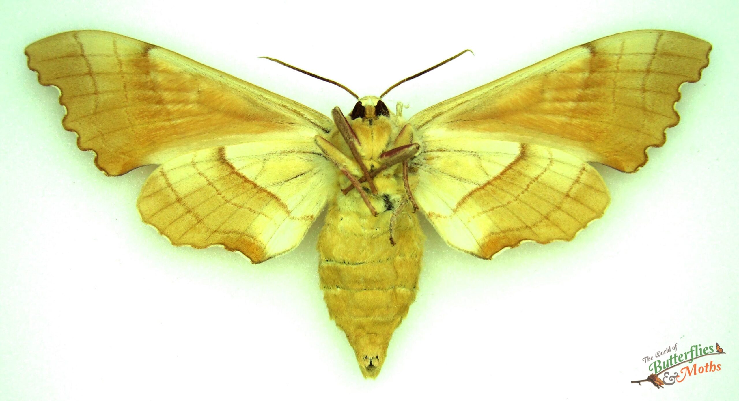 Marumba quercus Oak Hawk-moth - World of Butterflies and Moths