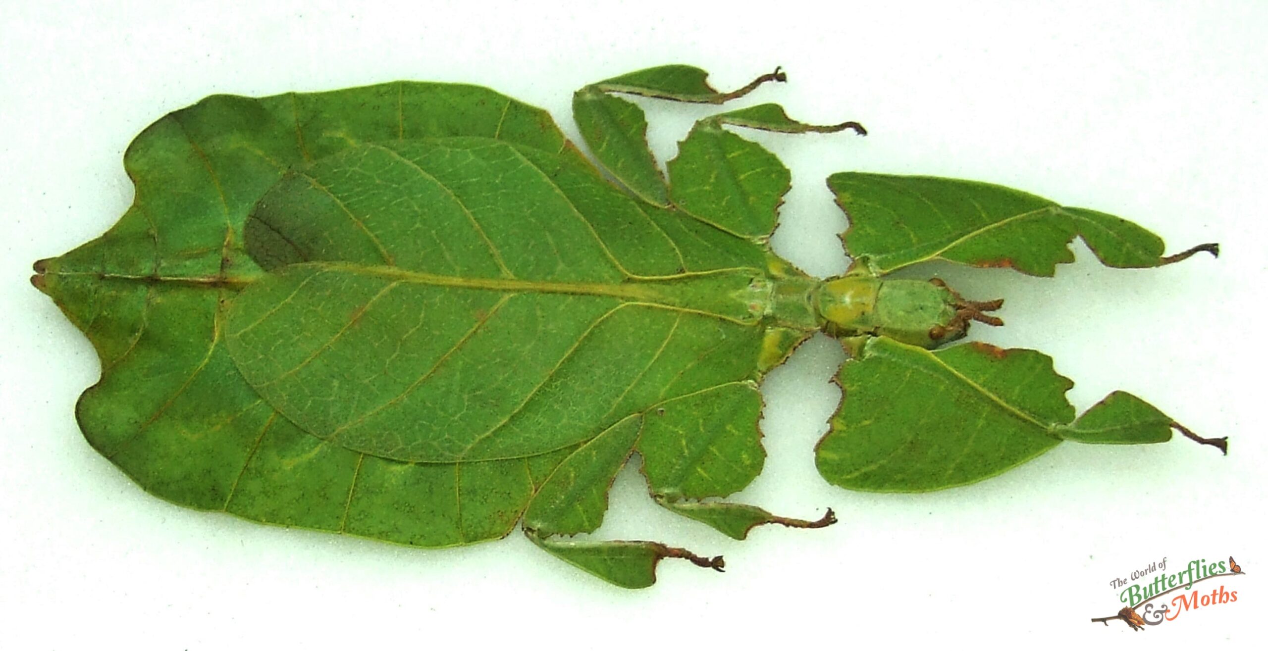 Pulchriphyllium bioculatum Gray's Leaf Insect JAVA - World of ...