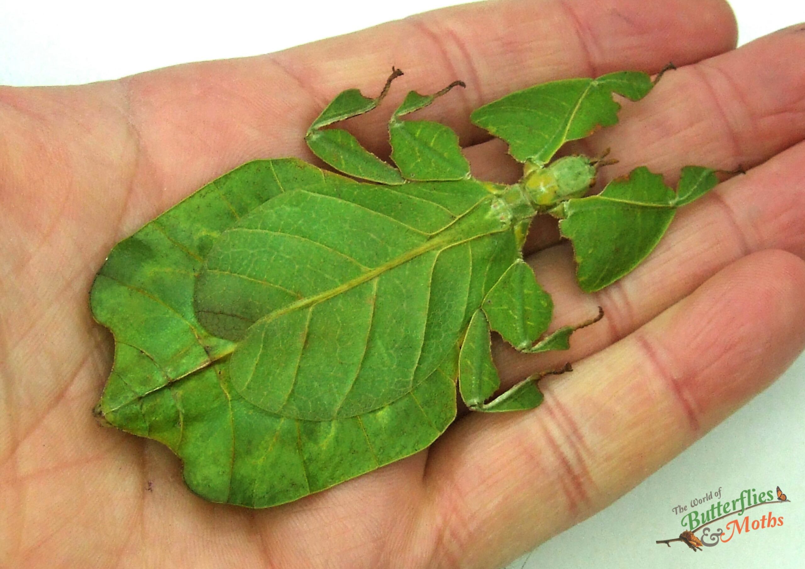 Pulchriphyllium pulchrifolium Javan Leaf Insect WEST JAVA - World of ...