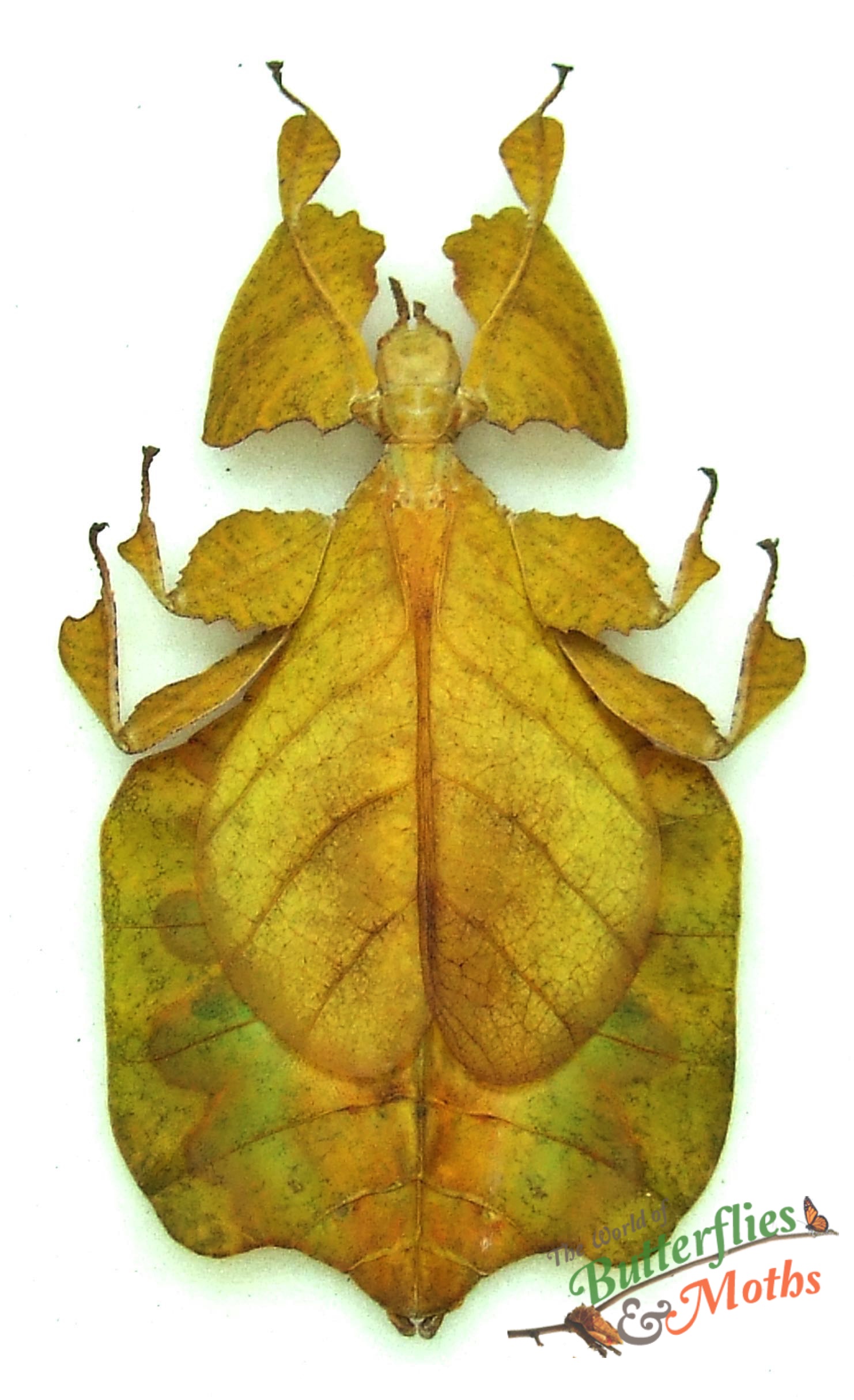 Pulchriphyllium bioculatum Gray's Leaf Insect JAVA - World of ...