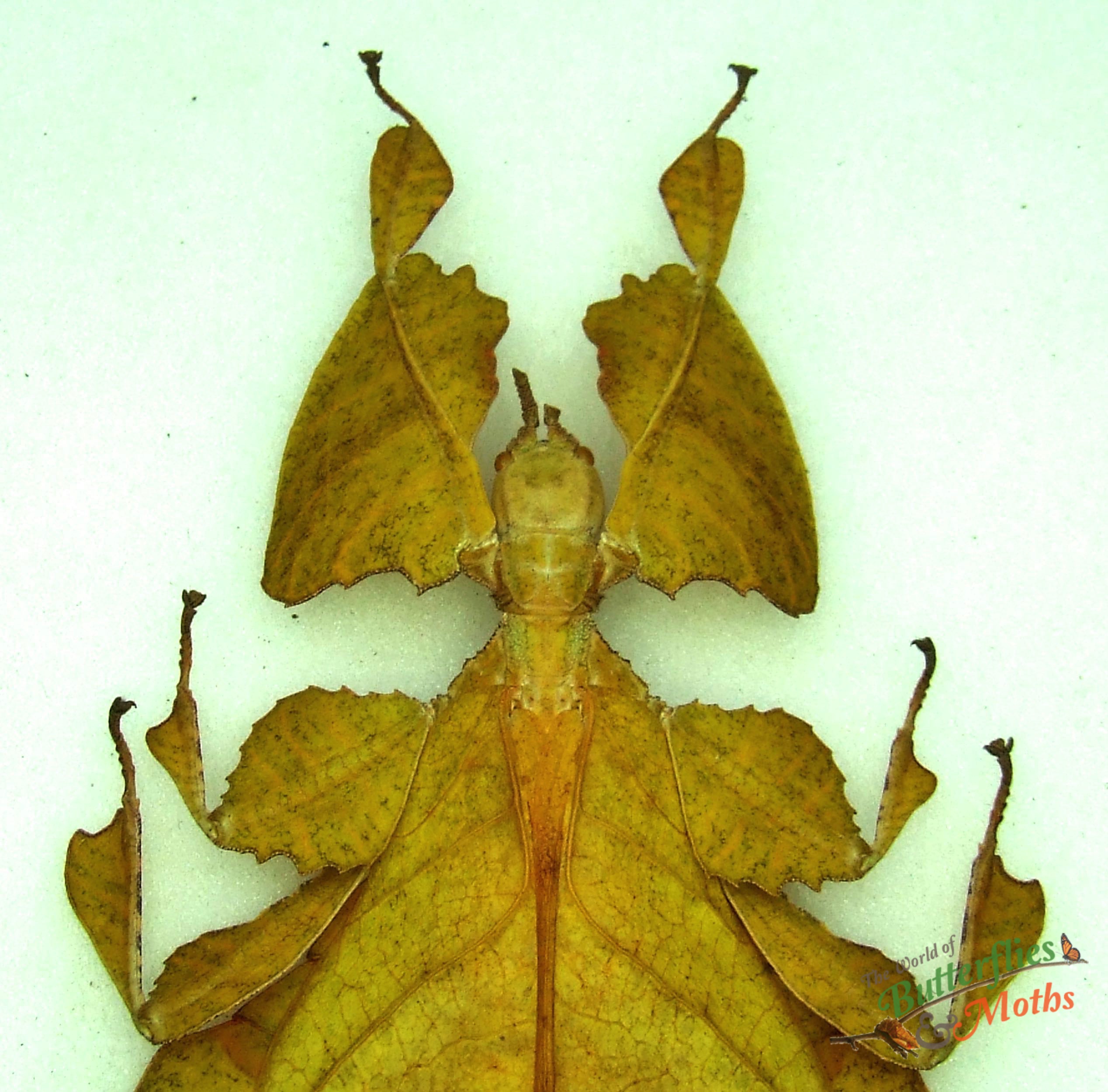 Pulchriphyllium pulchrifolium Javan Leaf Insect WEST JAVA - World of ...