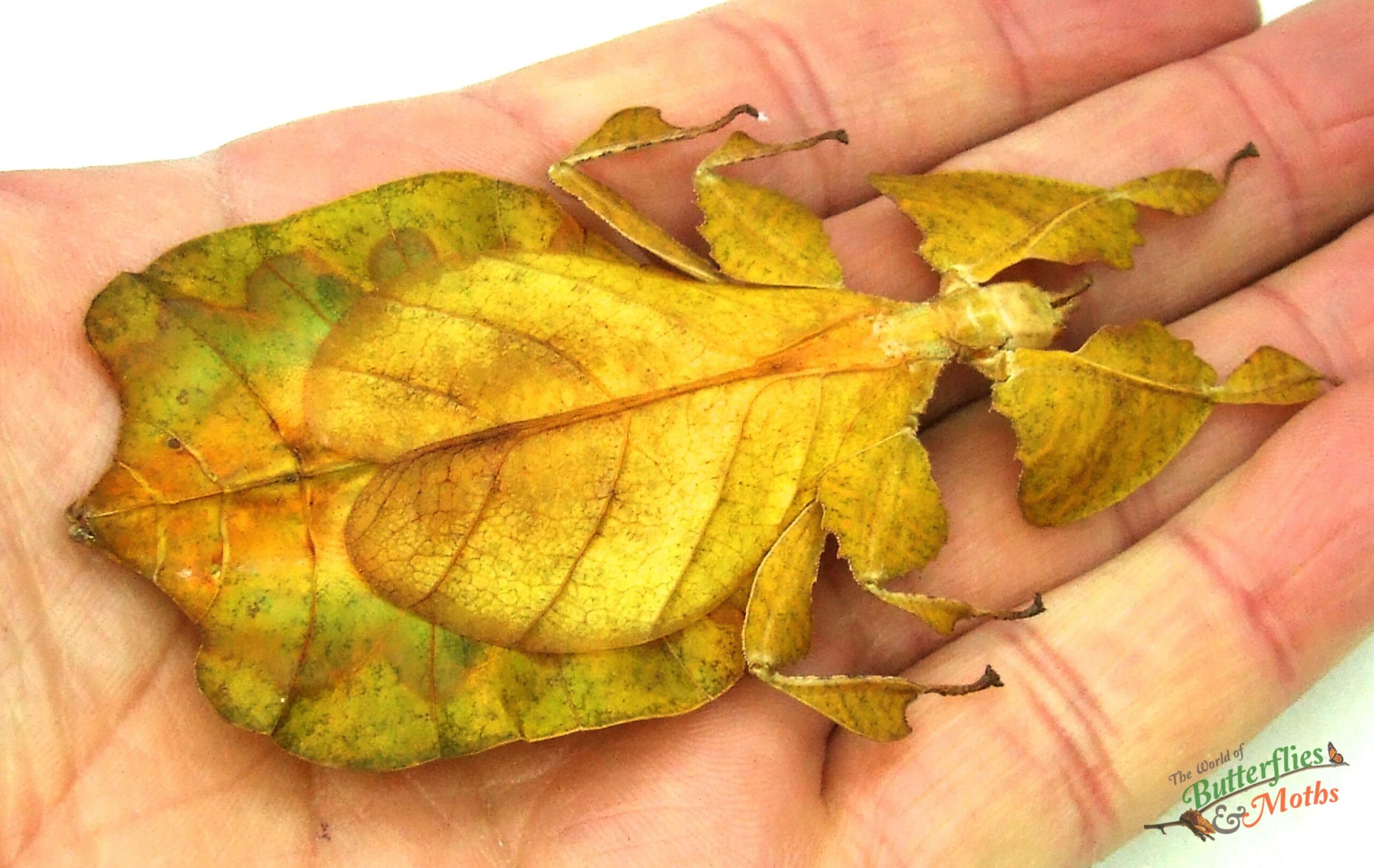 Pulchriphyllium pulchrifolium Javan Leaf Insect WEST JAVA - World of ...