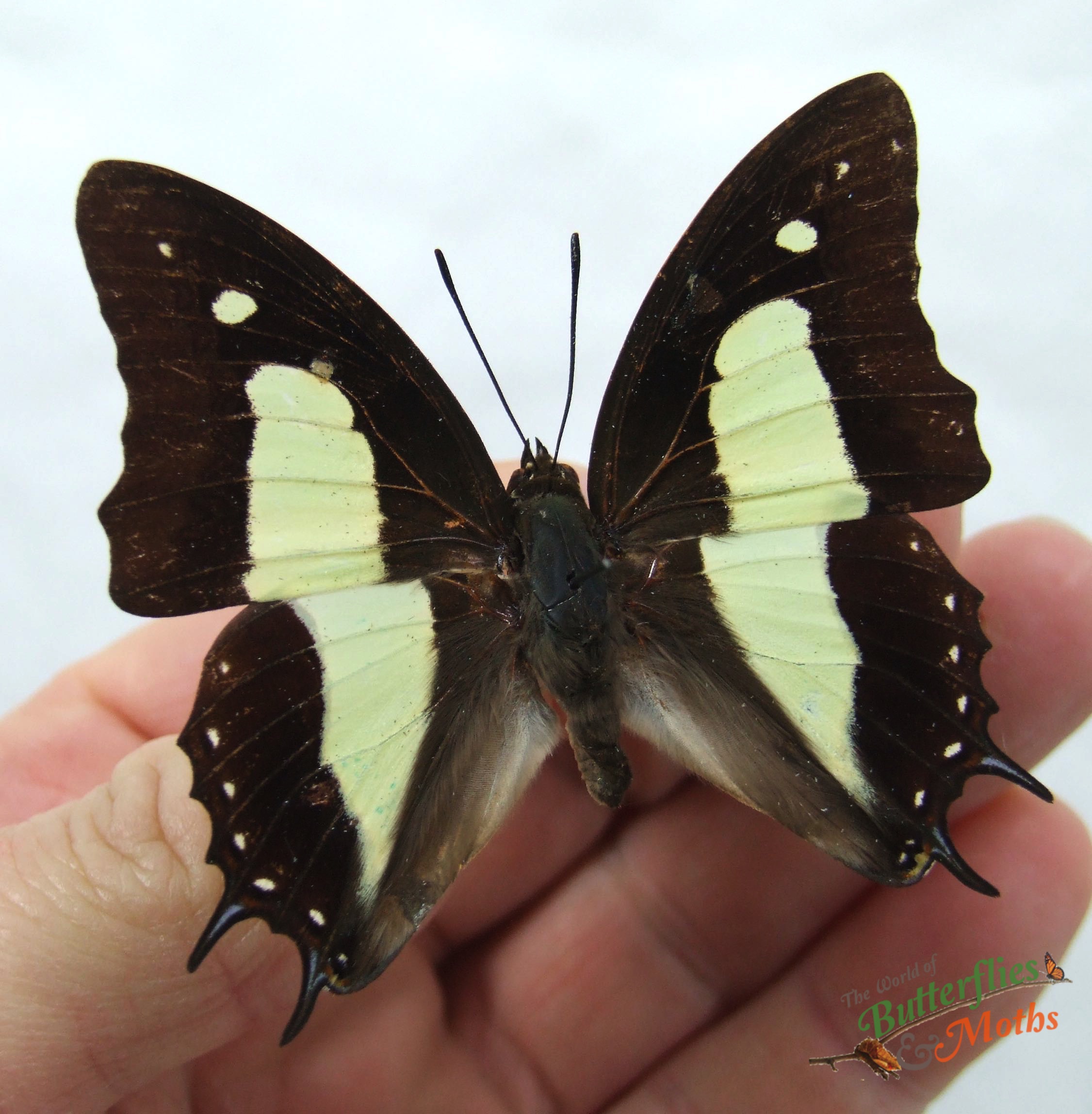 Polyura arja - World of Butterflies and Moths