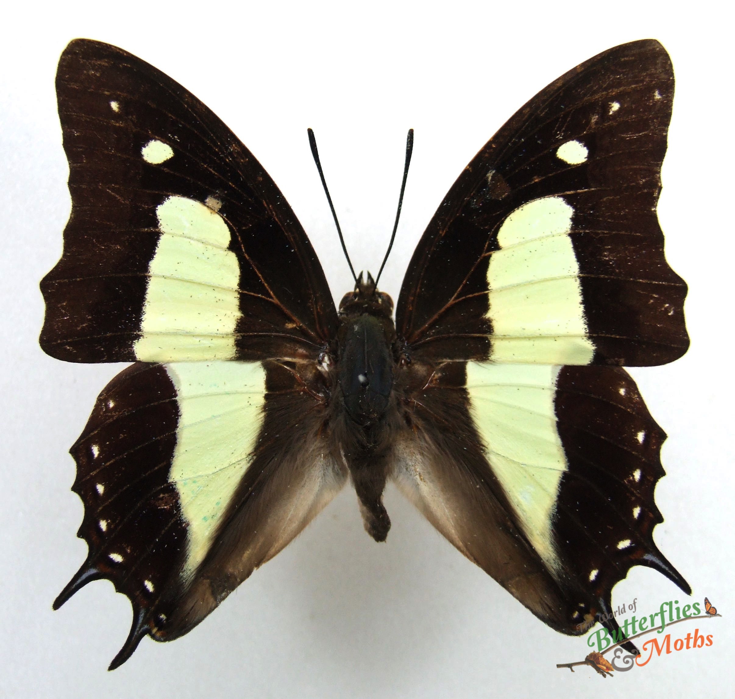 Wholesale: Polyura arja China - World of Butterflies and Moths