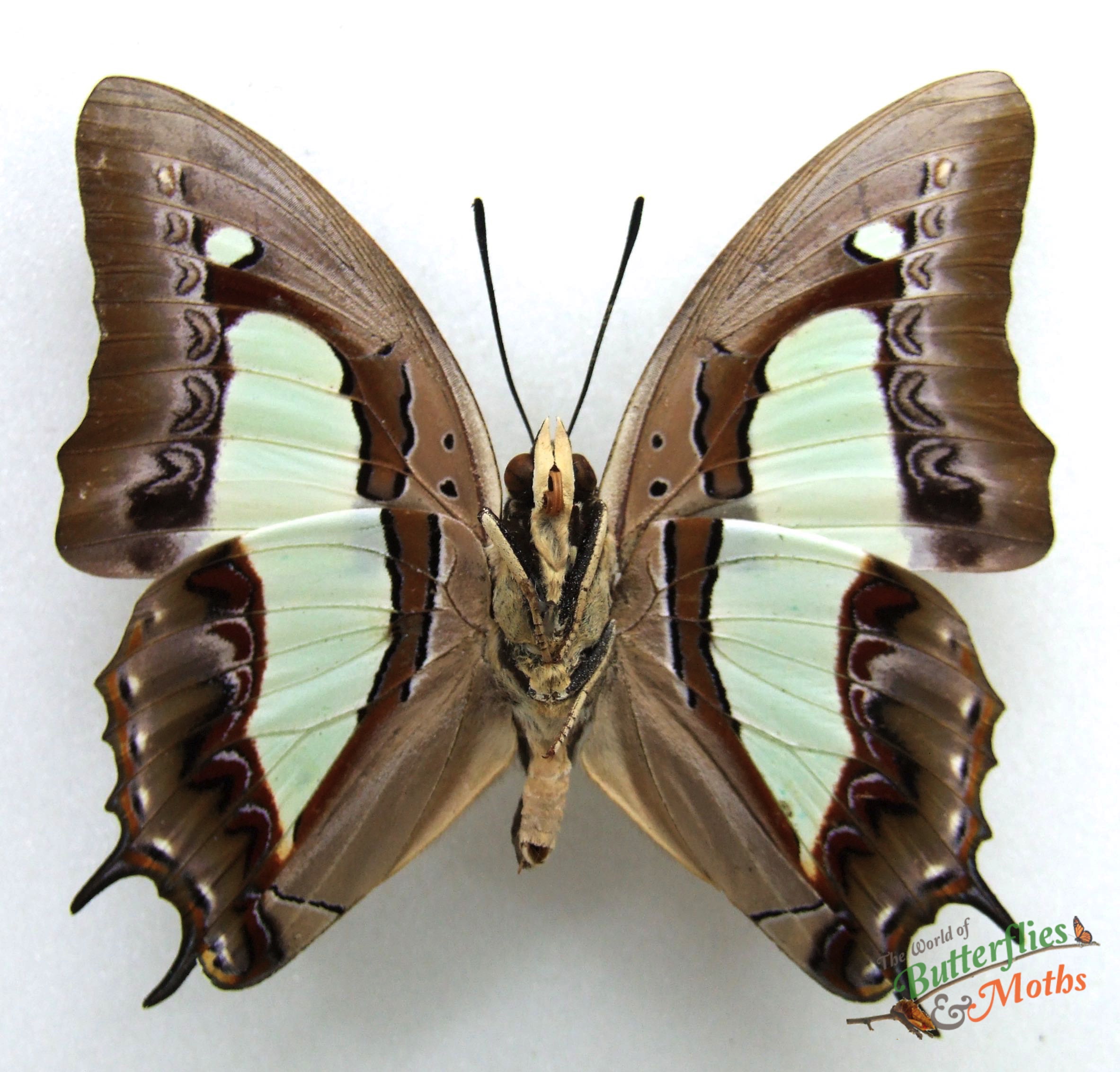 Wholesale: Polyura arja China - World of Butterflies and Moths