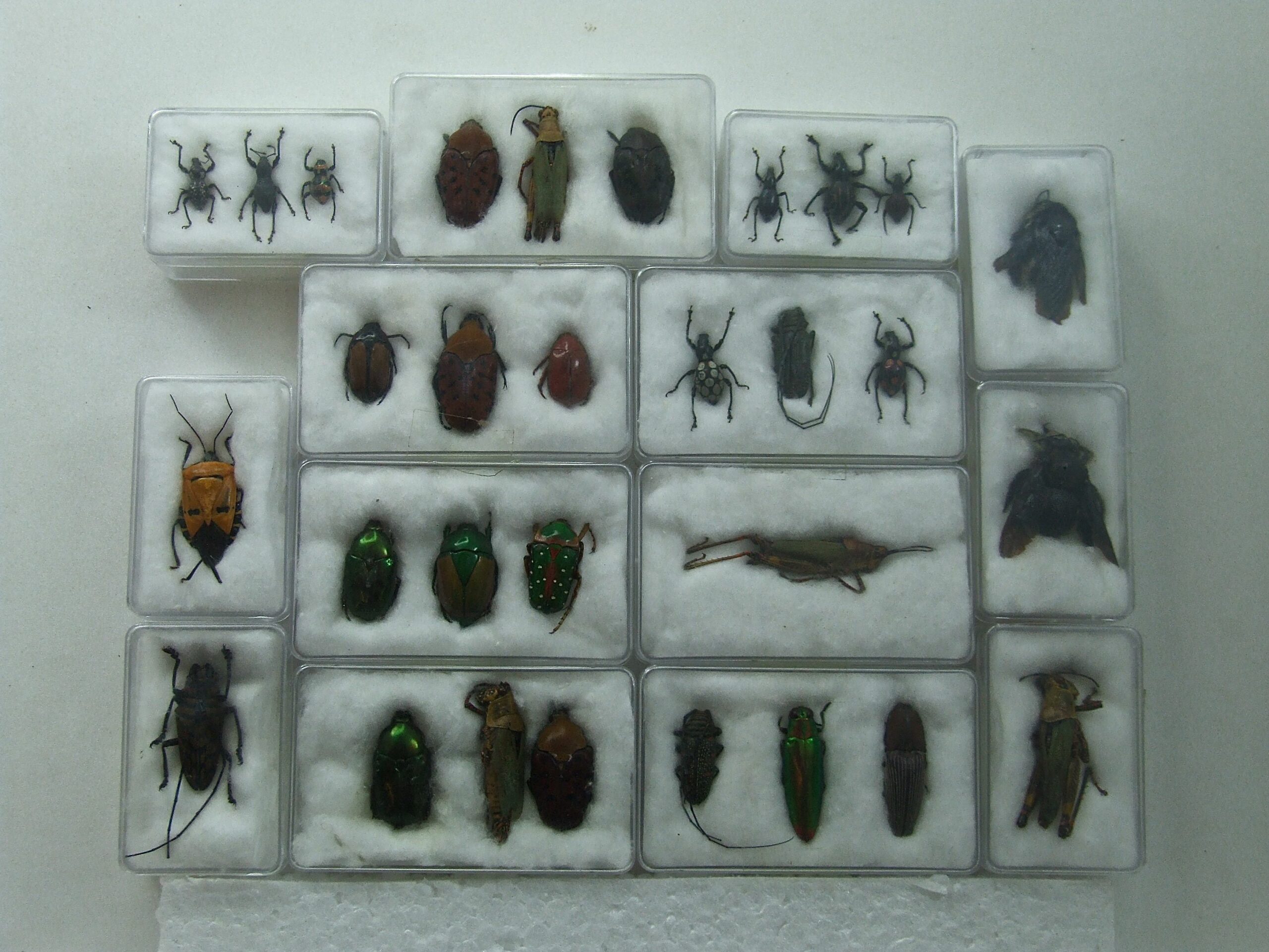 Educational multi-pack bugs in a box (selection a) - World of ...