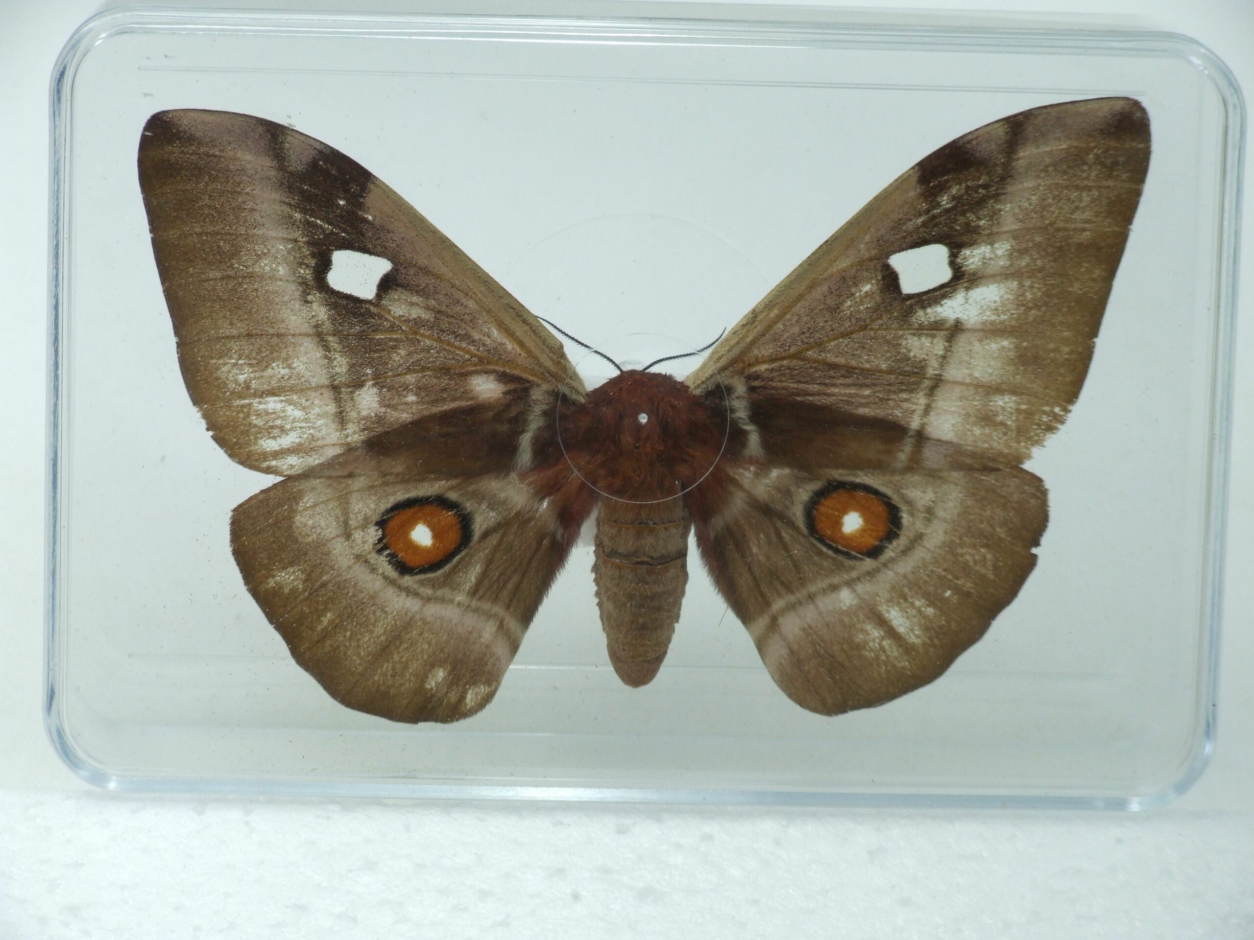 Silk-moth in clear display box - Bunaea alcinoe - World of Butterflies ...
