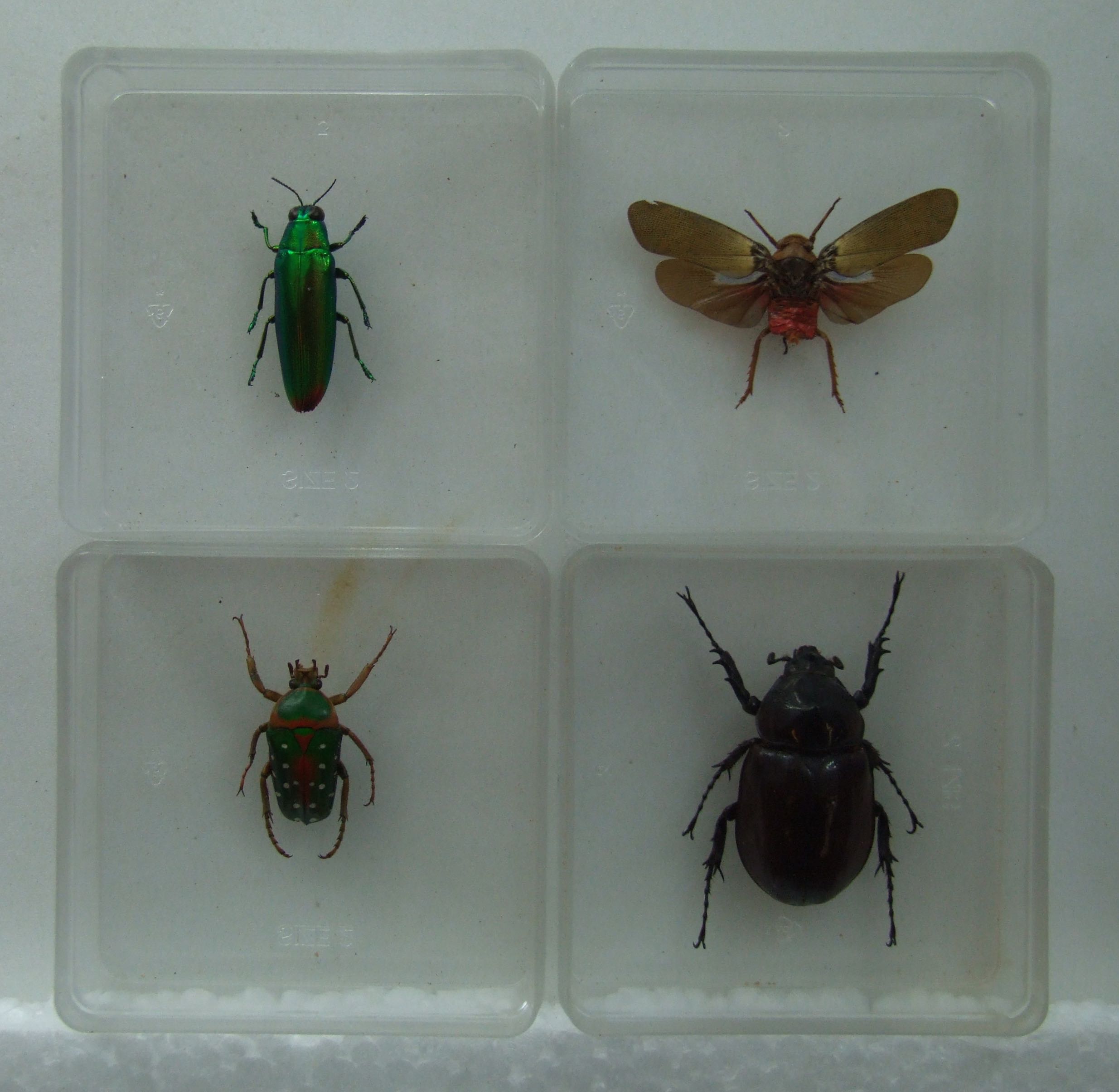 Educational multi-pack bugs in a box (selection b) - World of ...