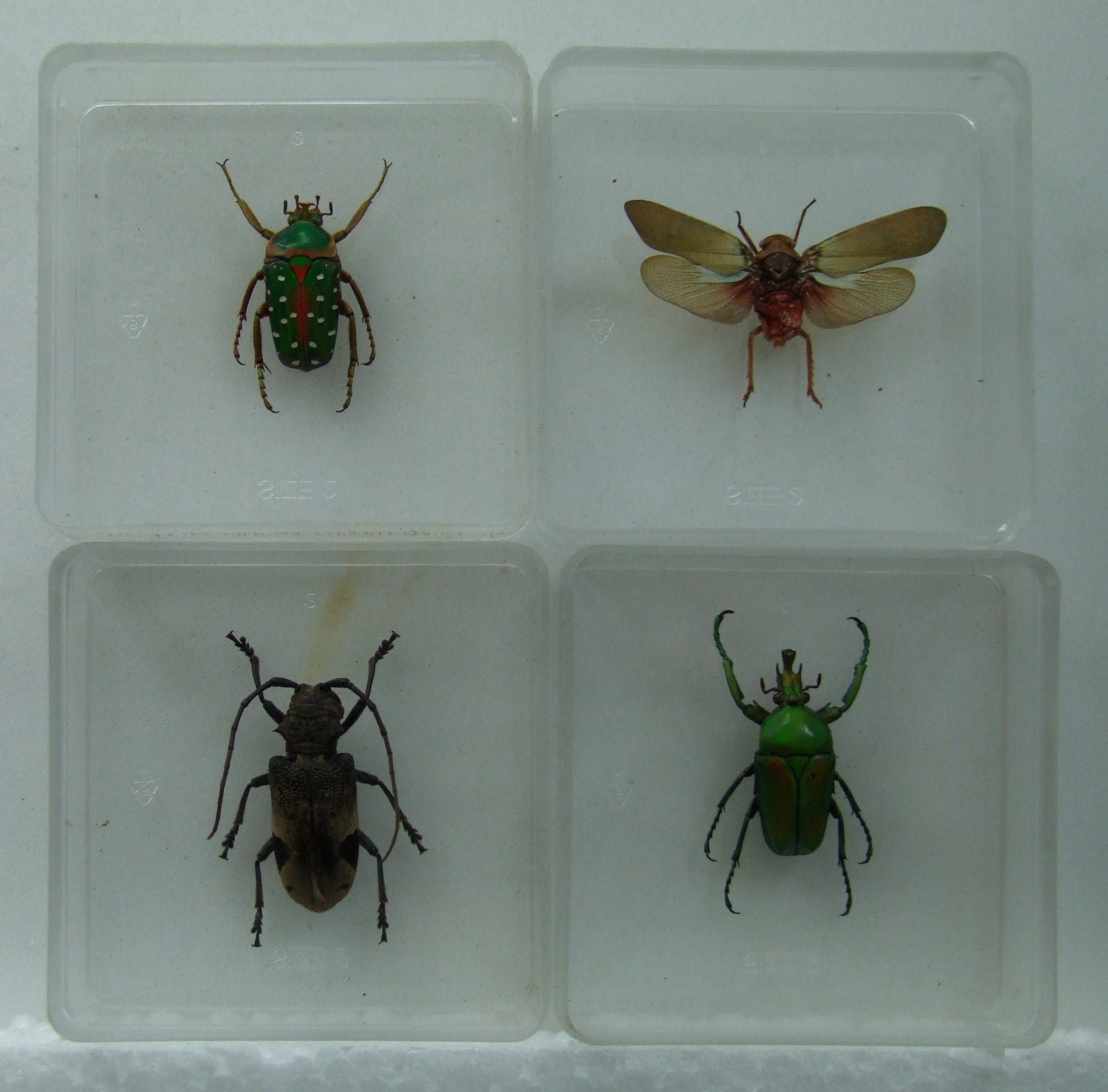 Educational multi-pack bugs in a box (selection c) - World of ...