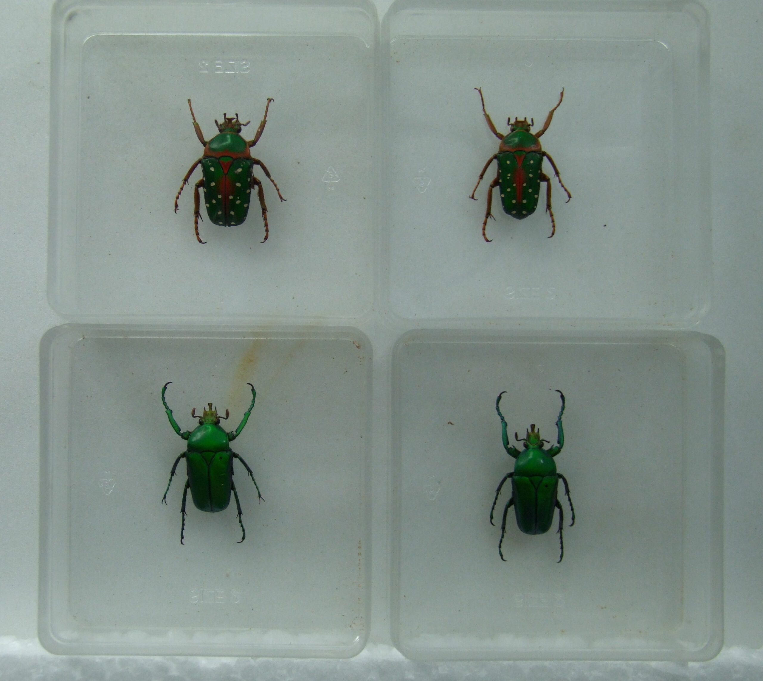 Educational multi-pack bugs in a box (selection d) - World of ...