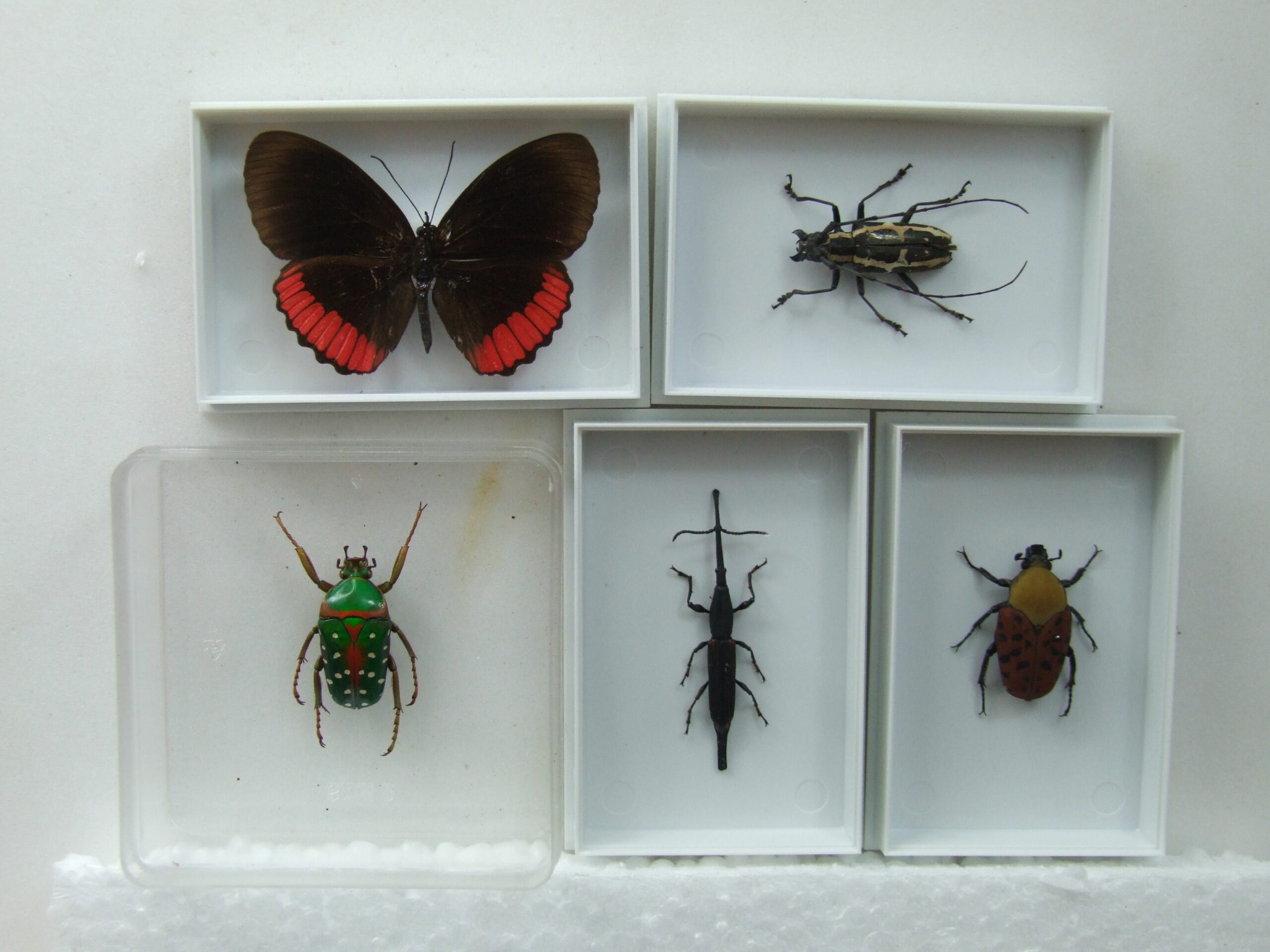 Educational multi-pack bugs in a box (selection e) - World of ...