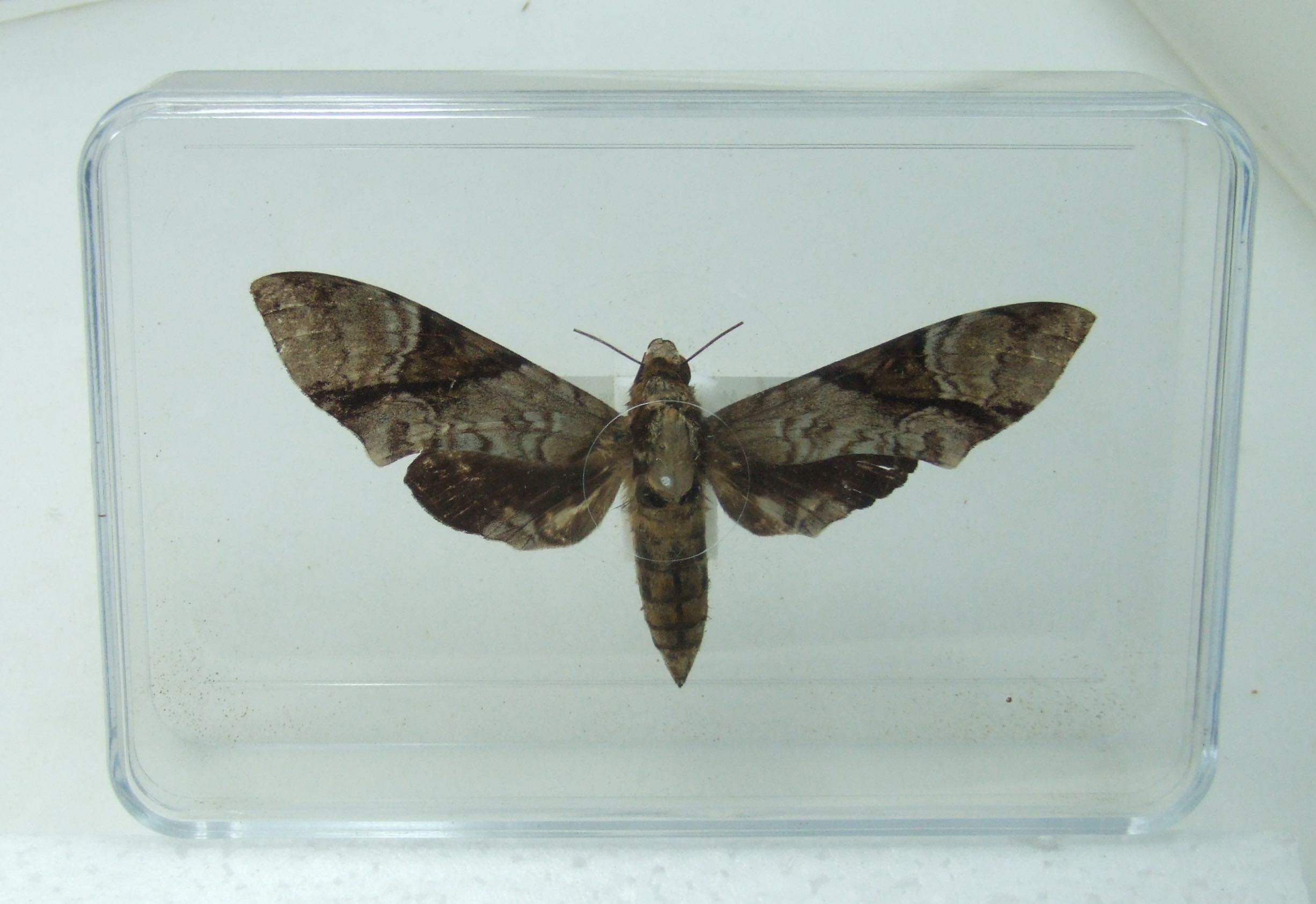 Hawk-moth in clear display box - Meganaton analis - World of ...