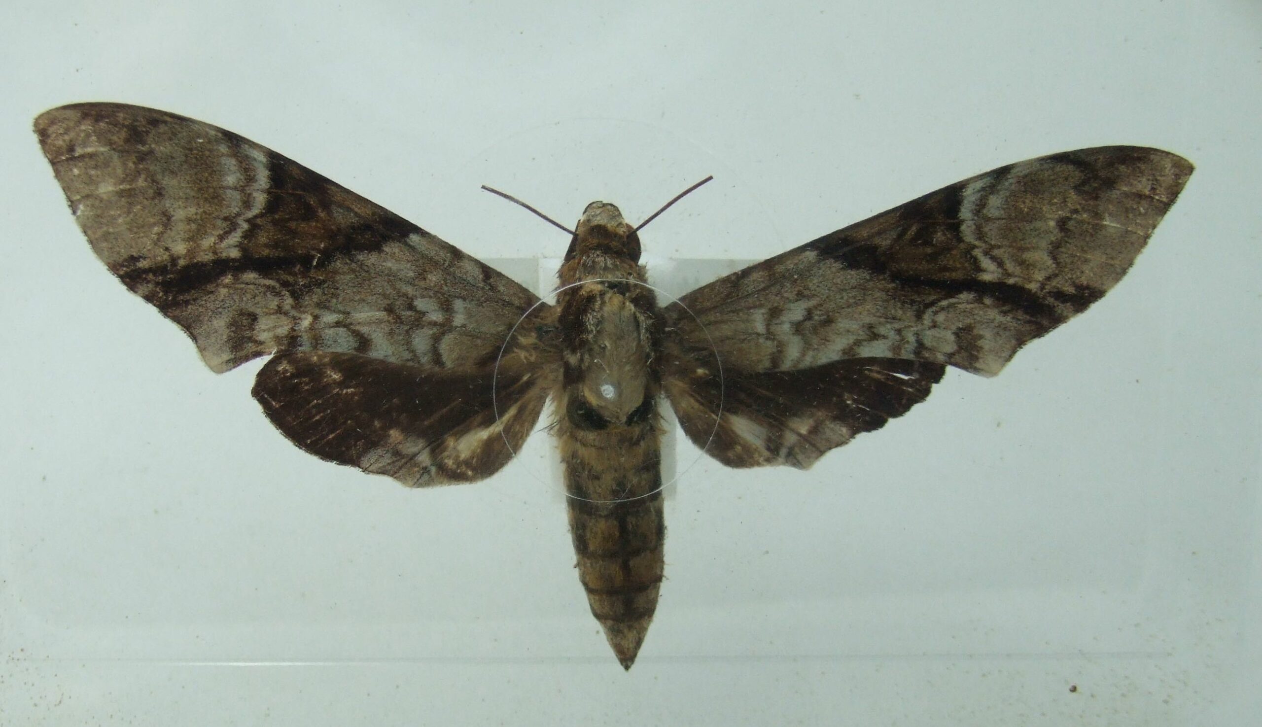 Hawk-moth in clear display box - Meganaton analis - World of ...