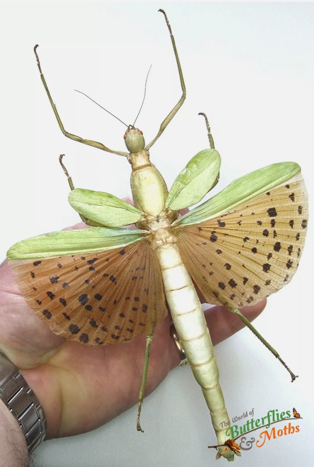 Stick-Insect Paracyphocrania major Indonesia - World of Butterflies and ...