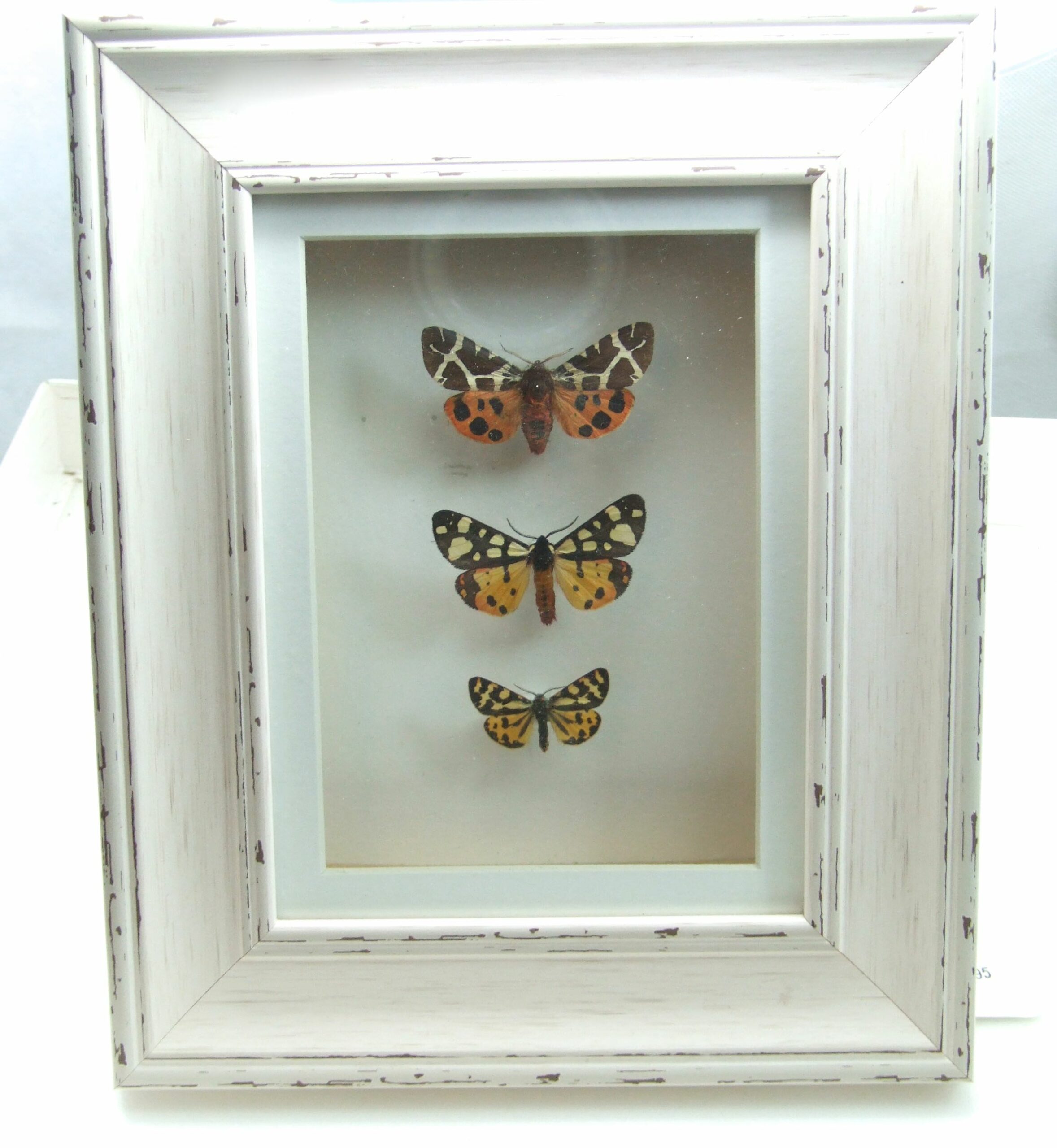 Tiger moths in antique style frame - World of Butterflies and Moths