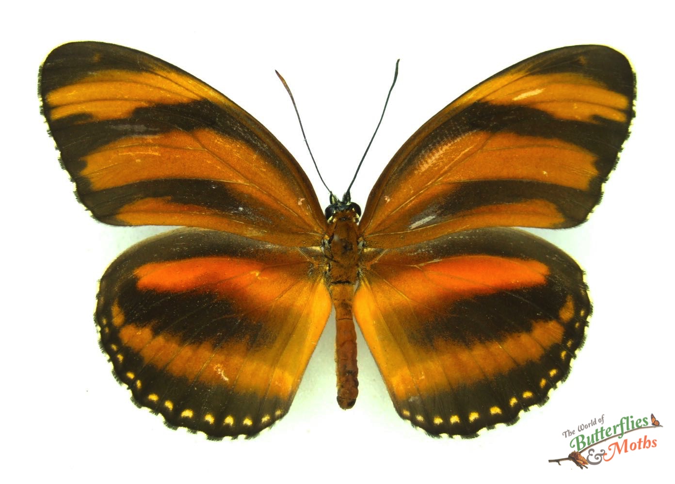 Dryadula phaetusa COSTA RICA - World of Butterflies and Moths