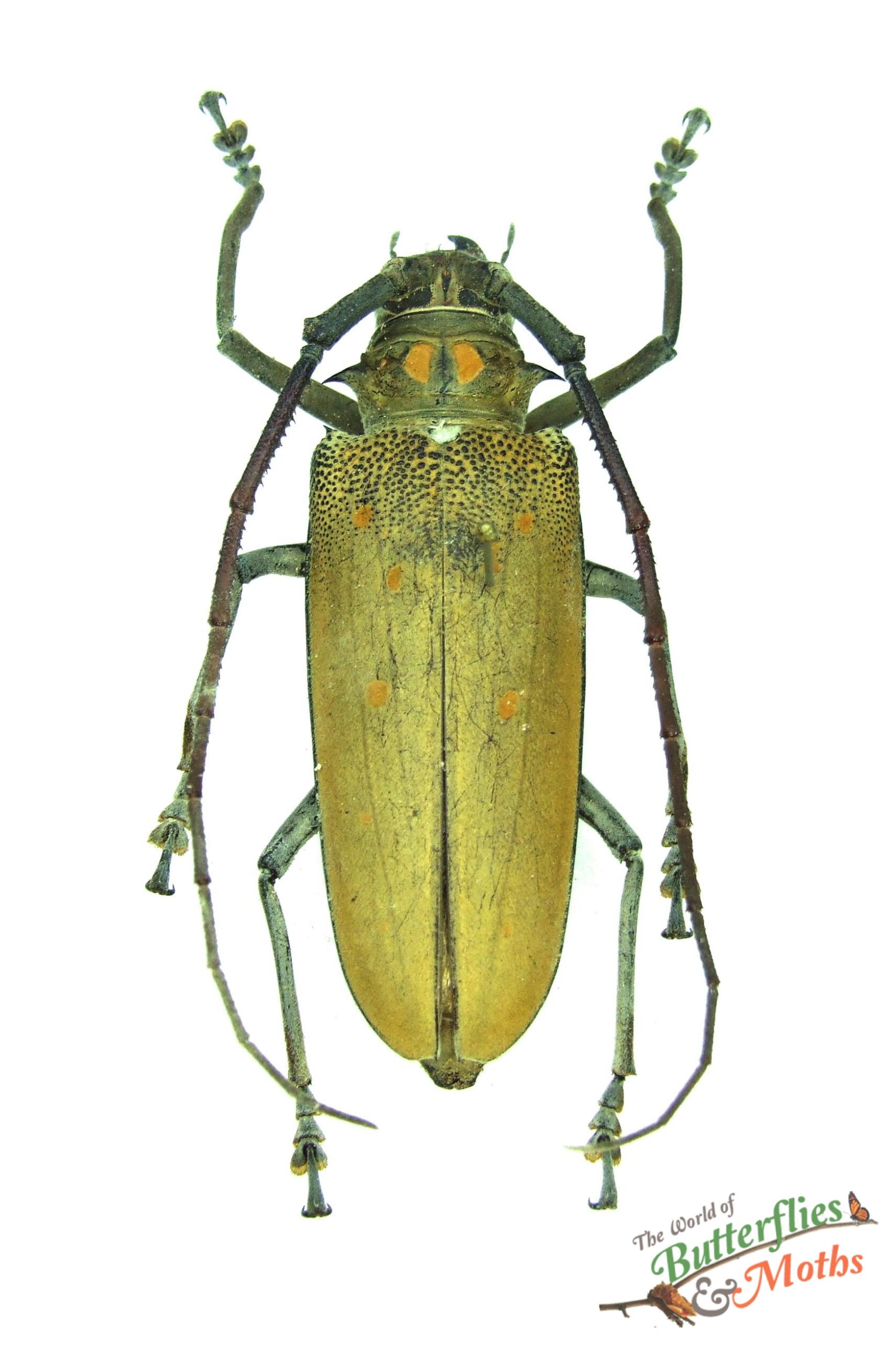 Batocera numitor ferruginea THAILAND - World of Butterflies and Moths