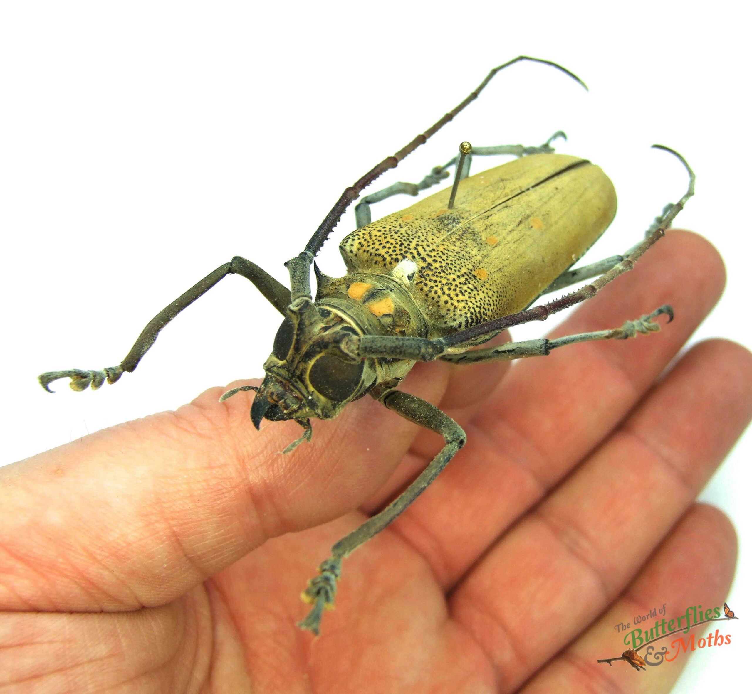 Batocera numitor ferruginea THAILAND - World of Butterflies and Moths
