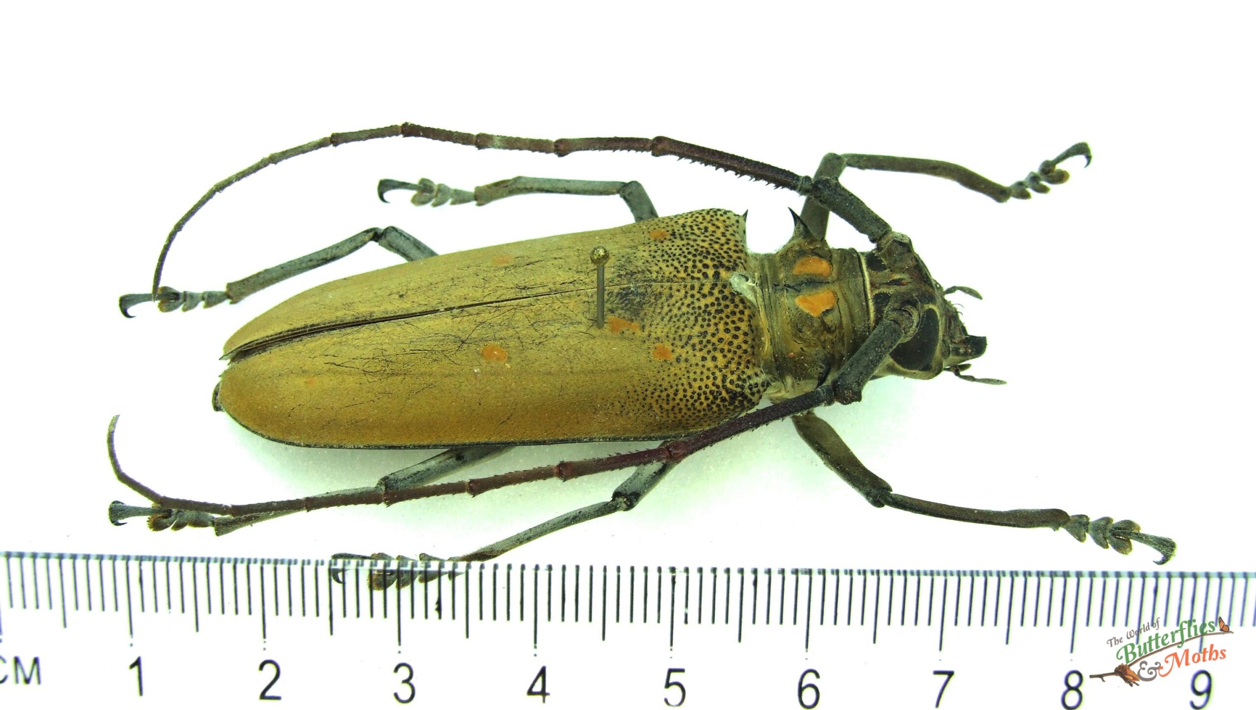 Batocera numitor ferruginea THAILAND - World of Butterflies and Moths