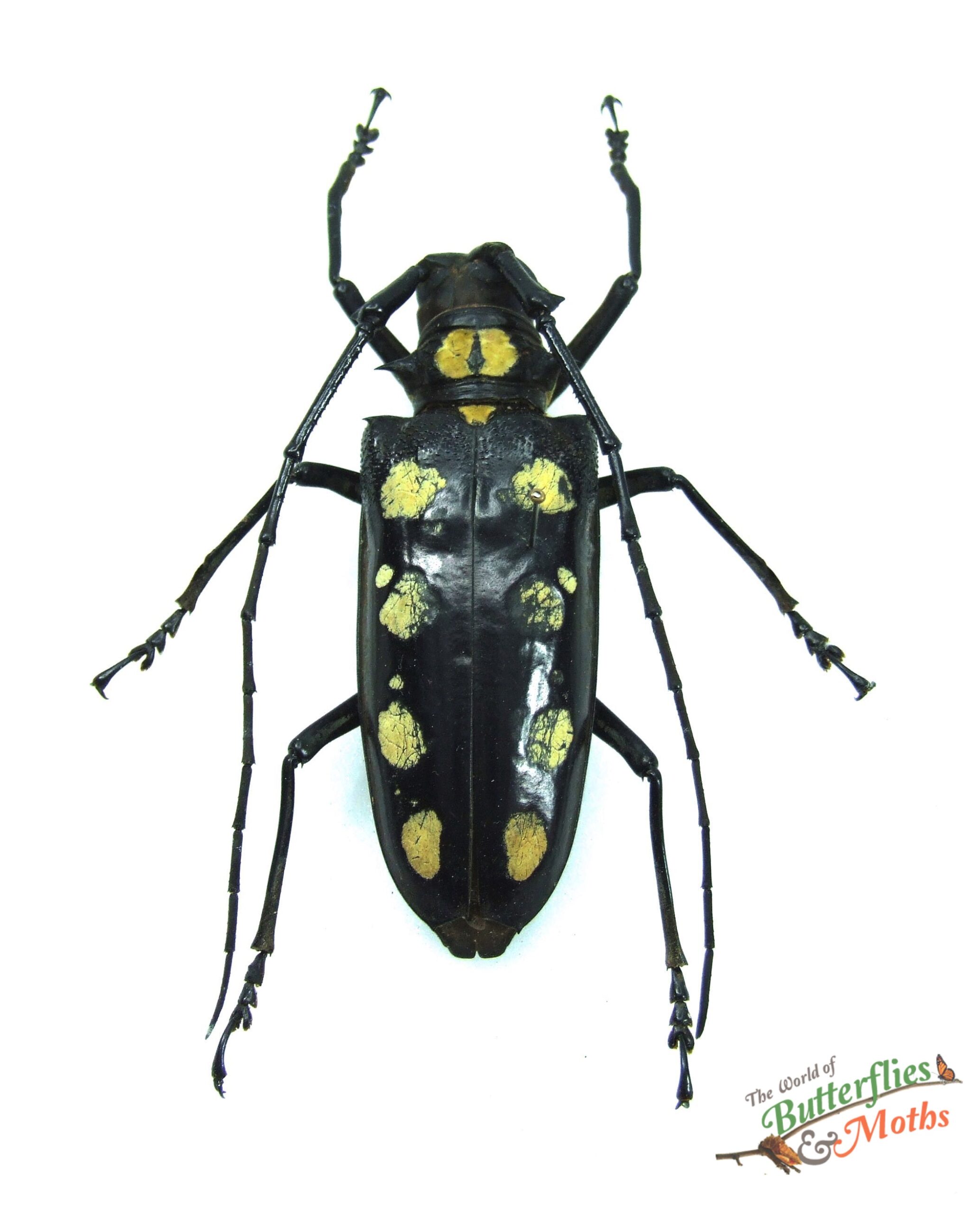 Batocera roylei Female THAILAND - World of Butterflies and Moths