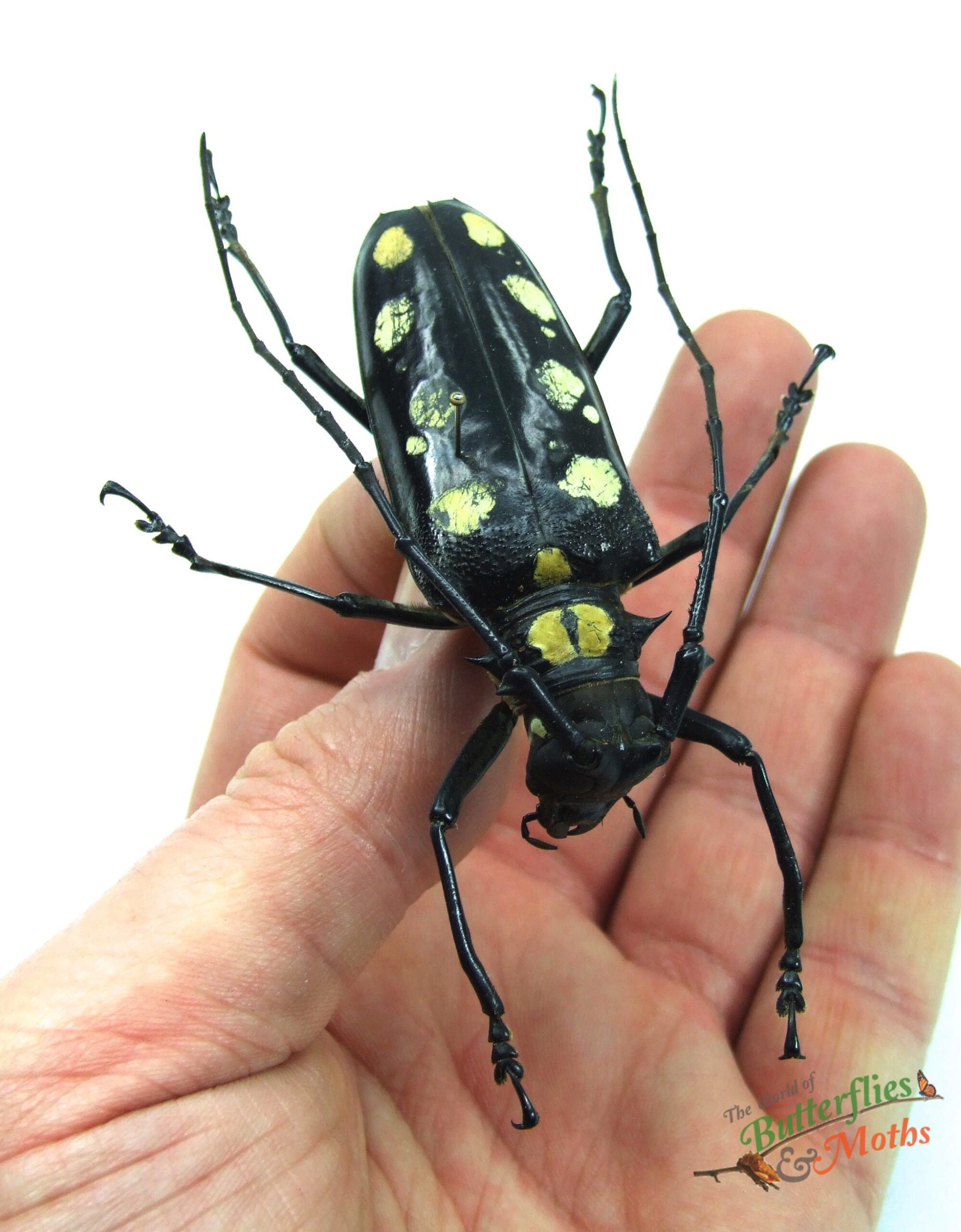 Batocera roylei Female THAILAND - World of Butterflies and Moths