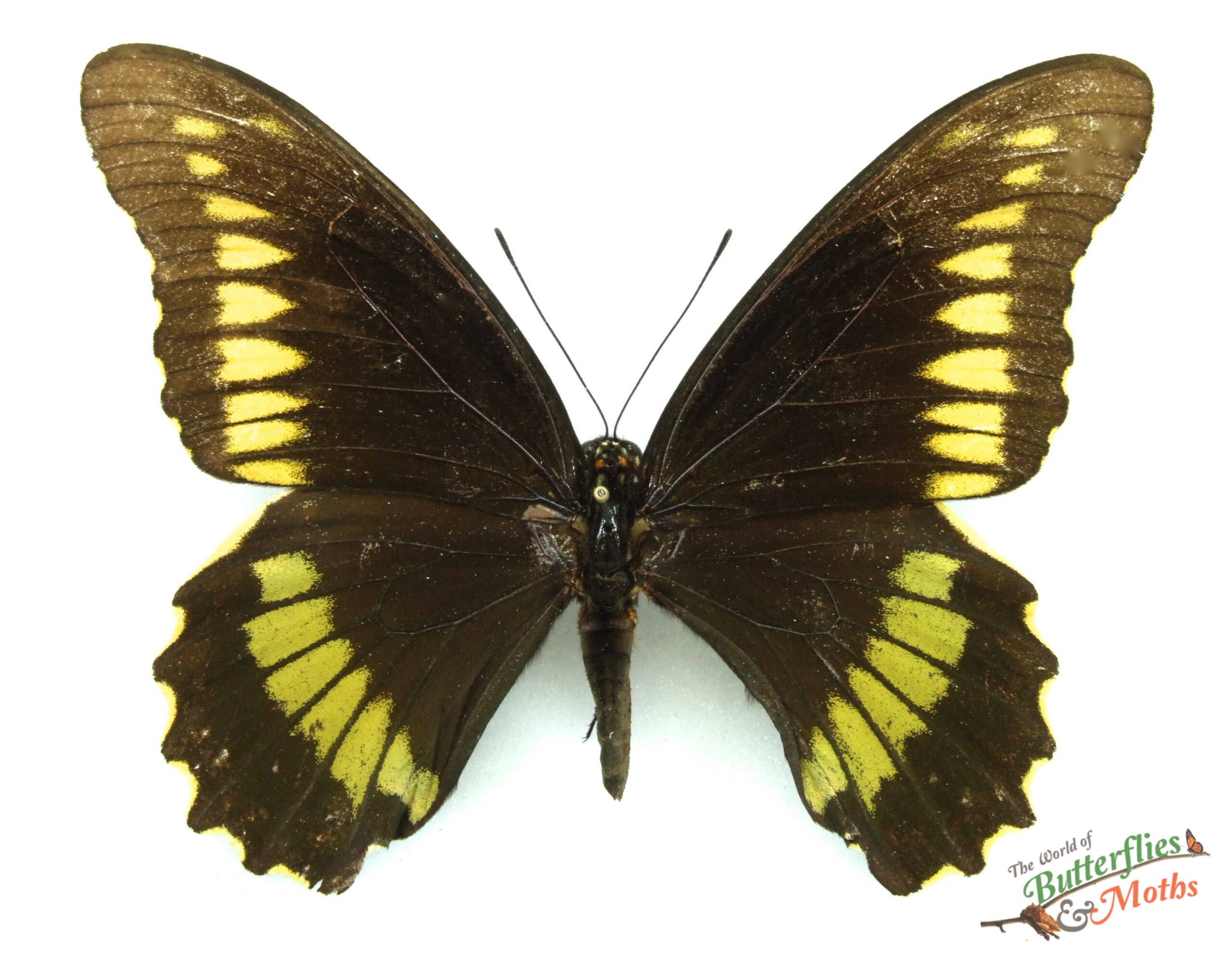 Battus polydamas COSTA RICA - World of Butterflies and Moths