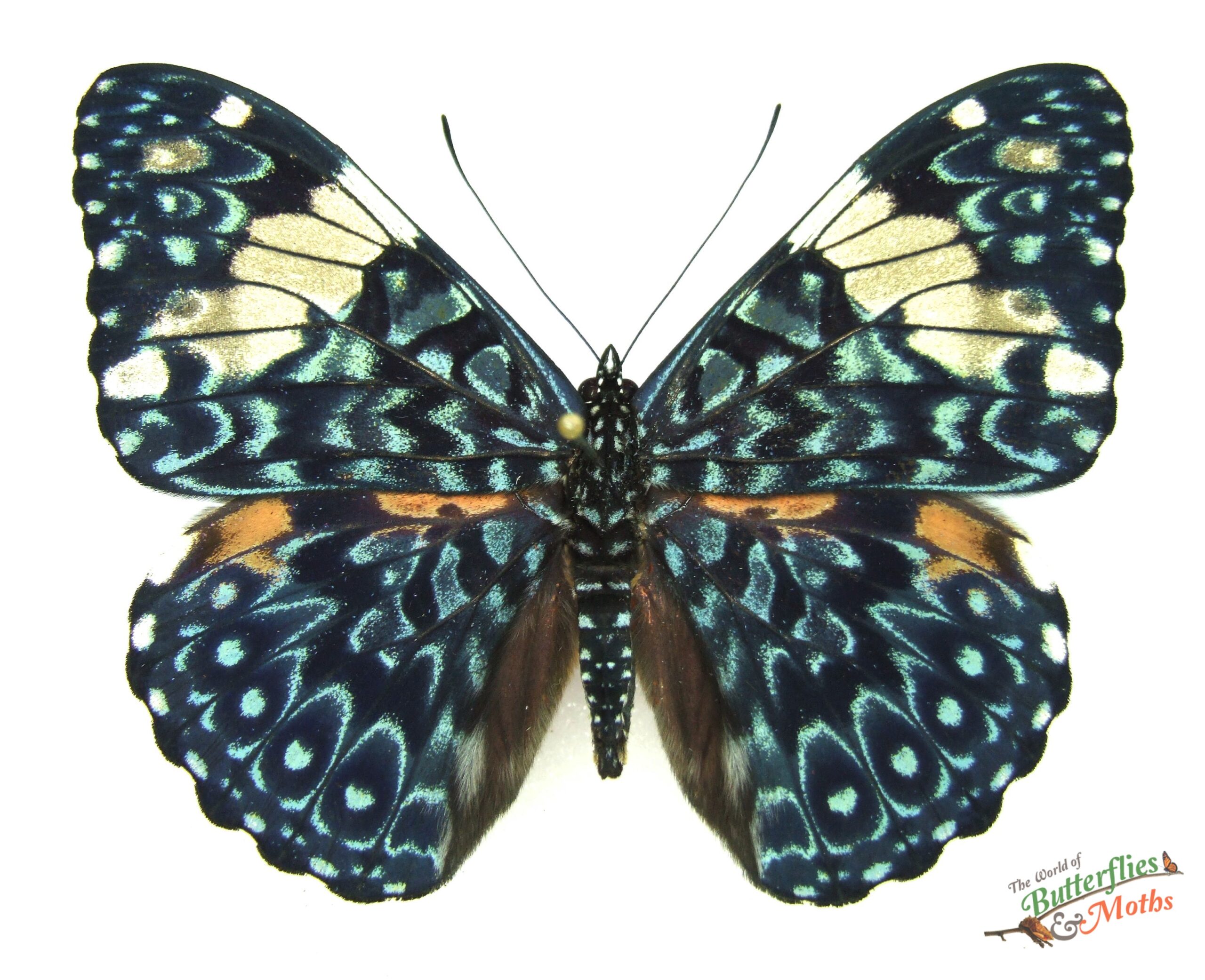 Hamadryas amphinome Red Cracker MEXICO - World of Butterflies and Moths