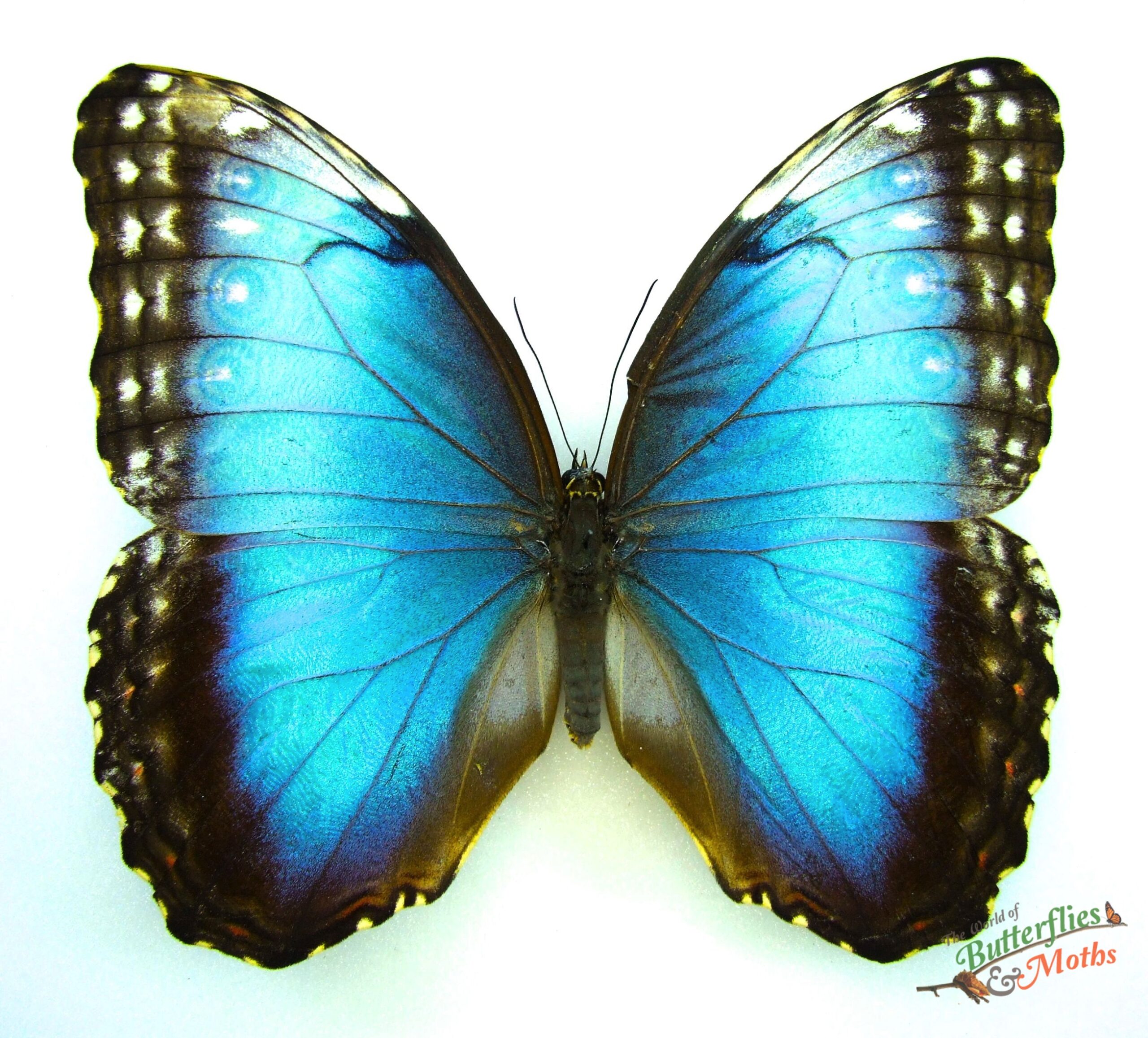 blue morpho butterfly coral island