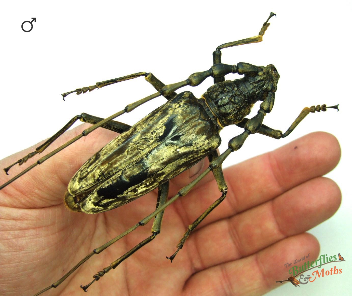 Neocerambyx gigas THAILAND - World of Butterflies and Moths