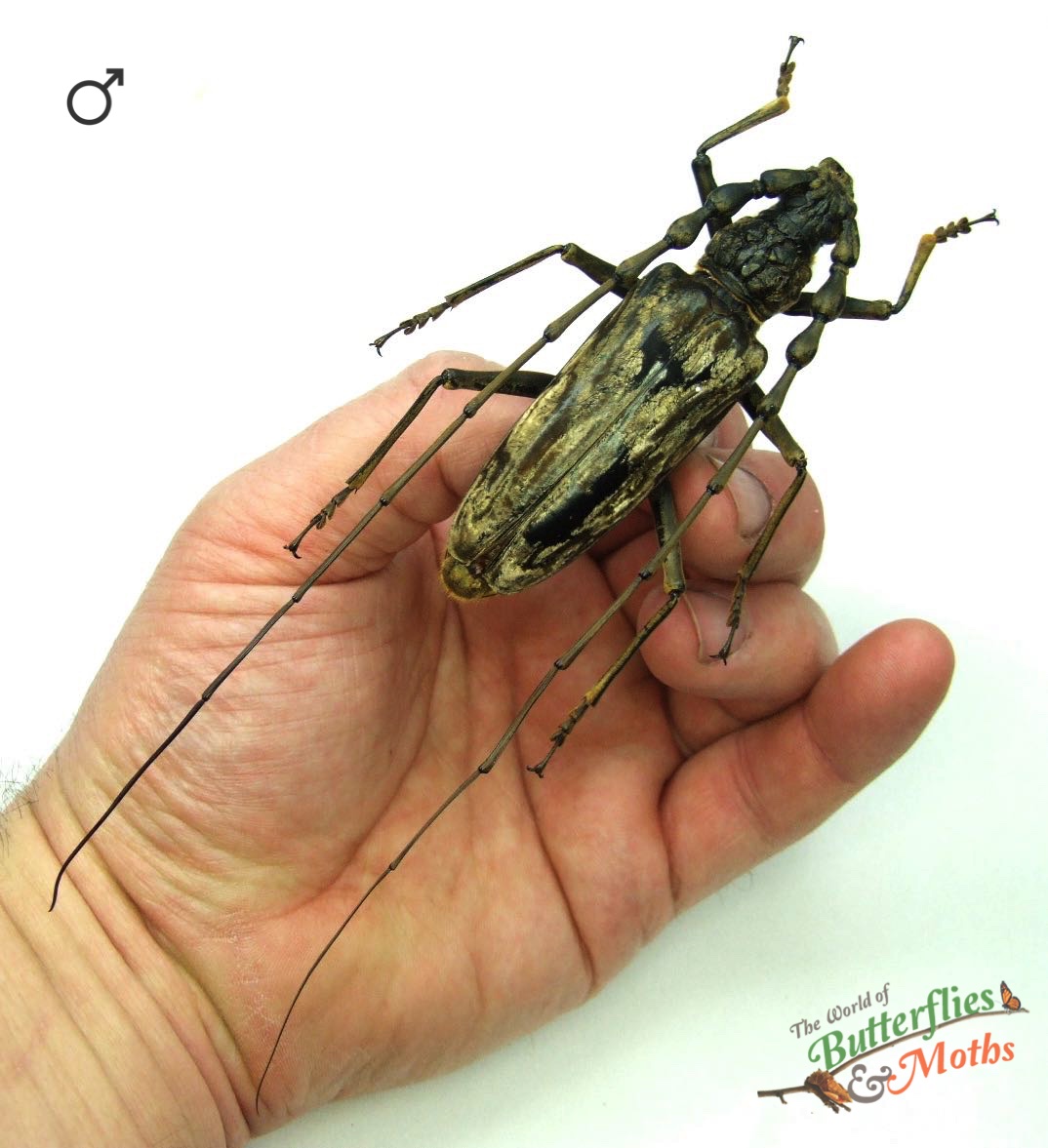 Neocerambyx gigas THAILAND - World of Butterflies and Moths