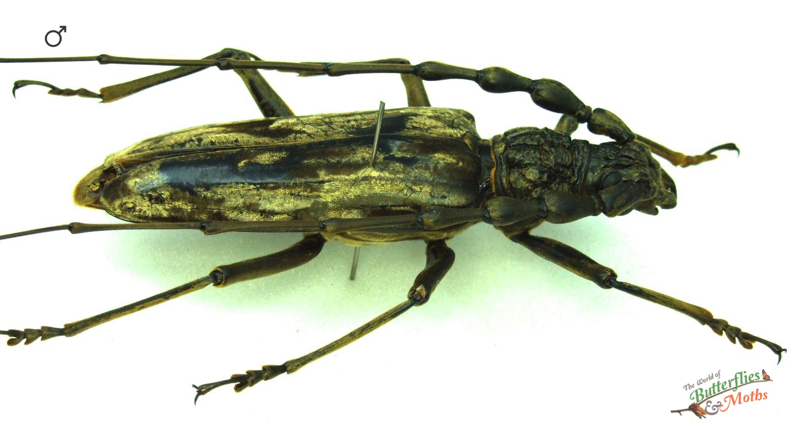 Neocerambyx gigas THAILAND - World of Butterflies and Moths