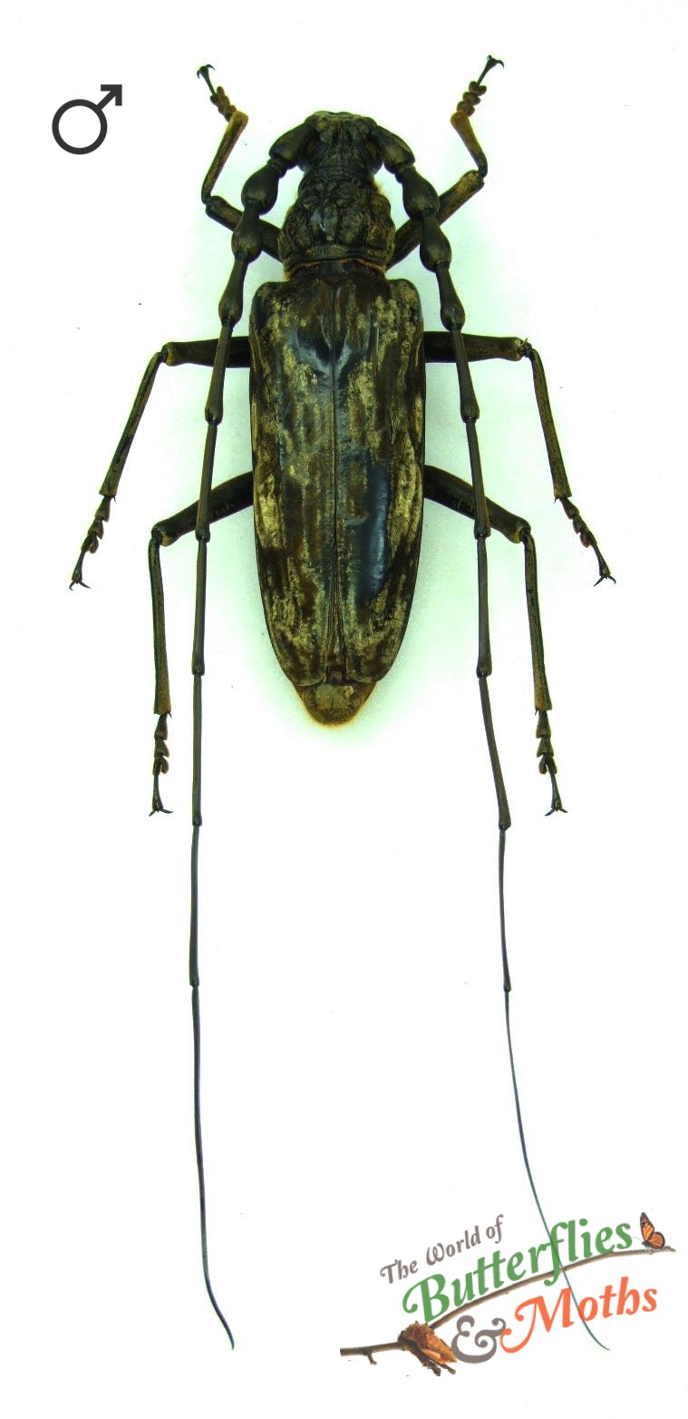 Neocerambyx gigas THAILAND - World of Butterflies and Moths