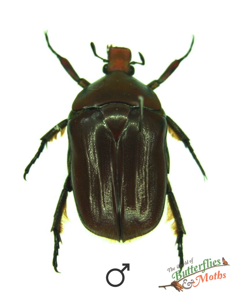 Torynorrhina thiemei THAILAND - World of Butterflies and Moths